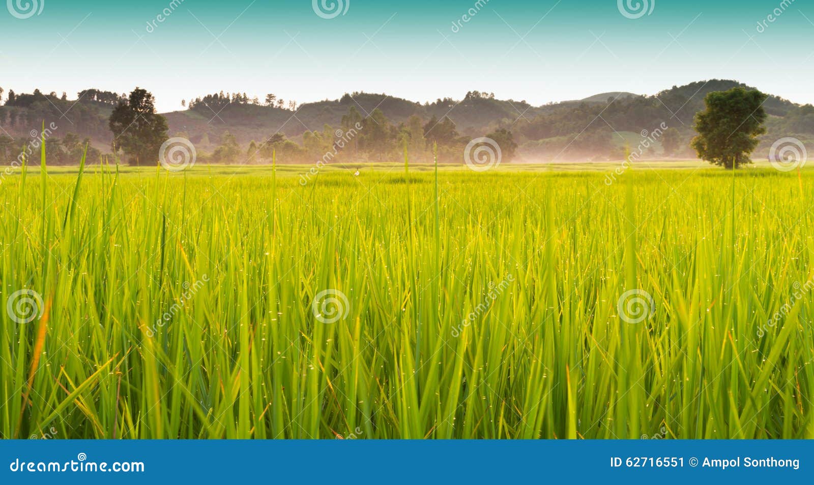 Rice fields gold color stock image. Image of country - 62716551