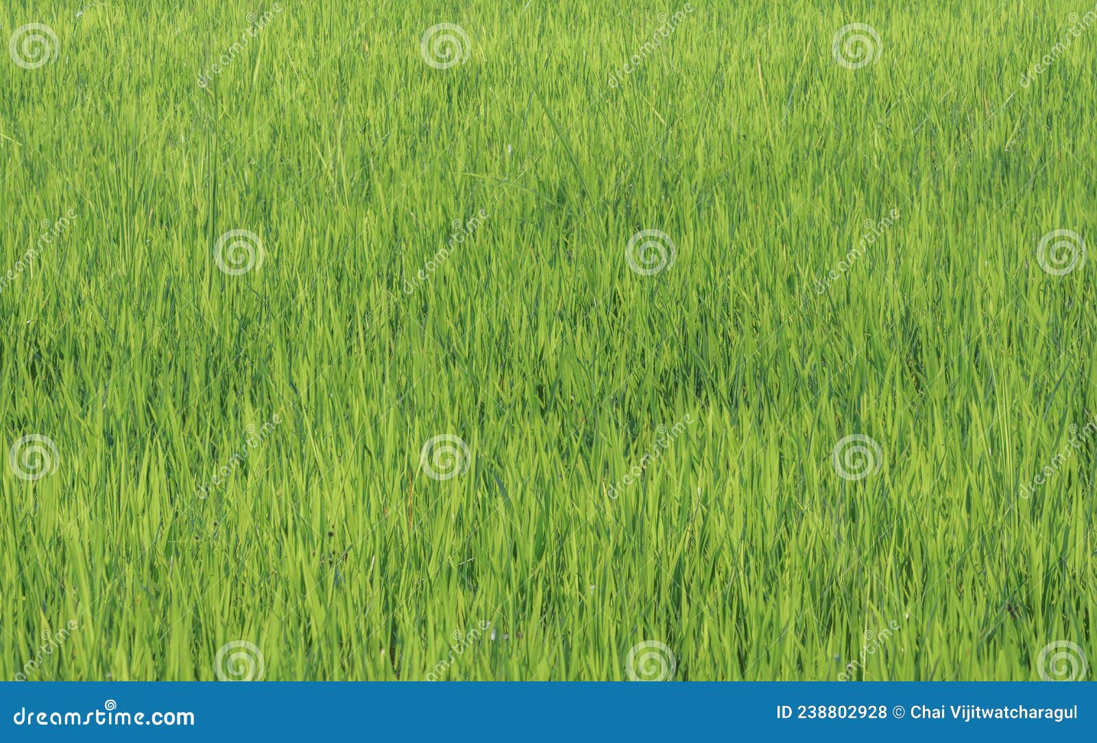 Rice Fields in Green Rice Fields Background Image Stock Photo - Image ...