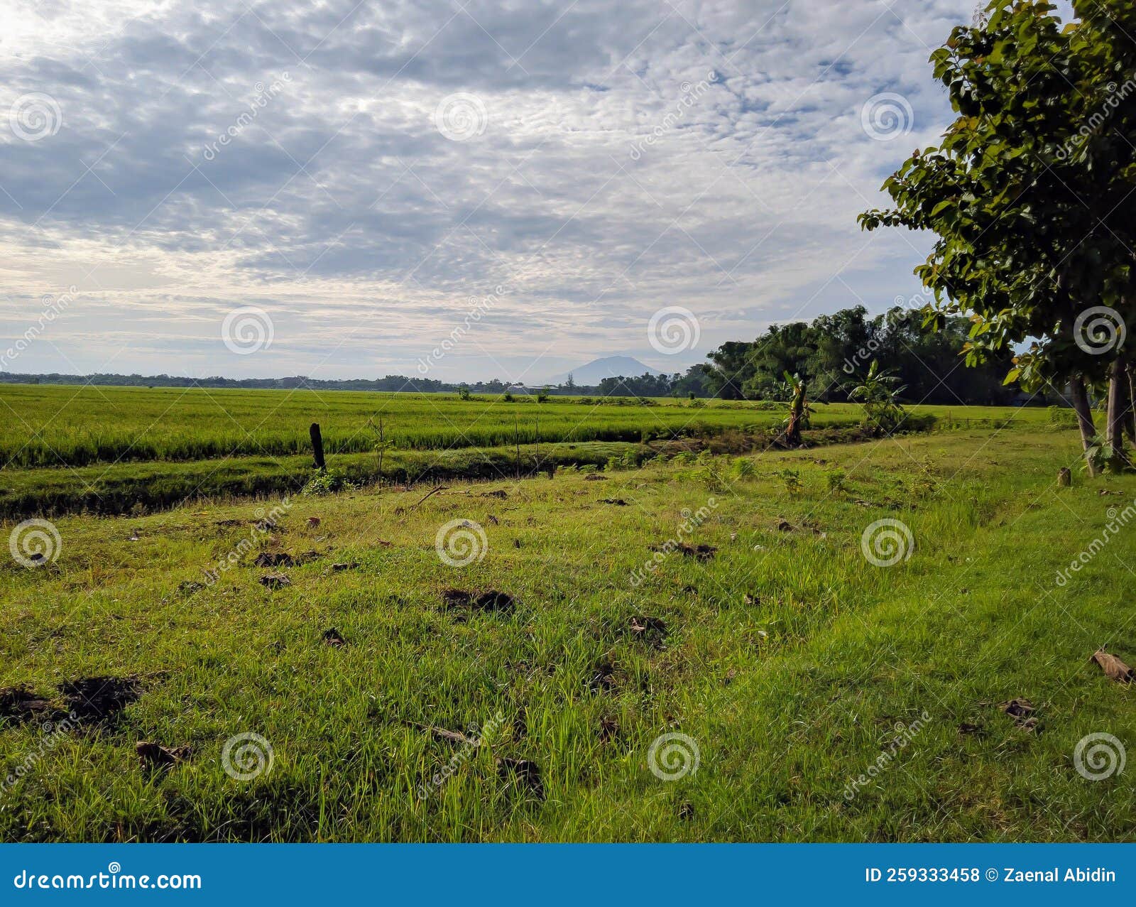 Rice Fields and Green Grass in a Village with a Mountain that Spoils ...