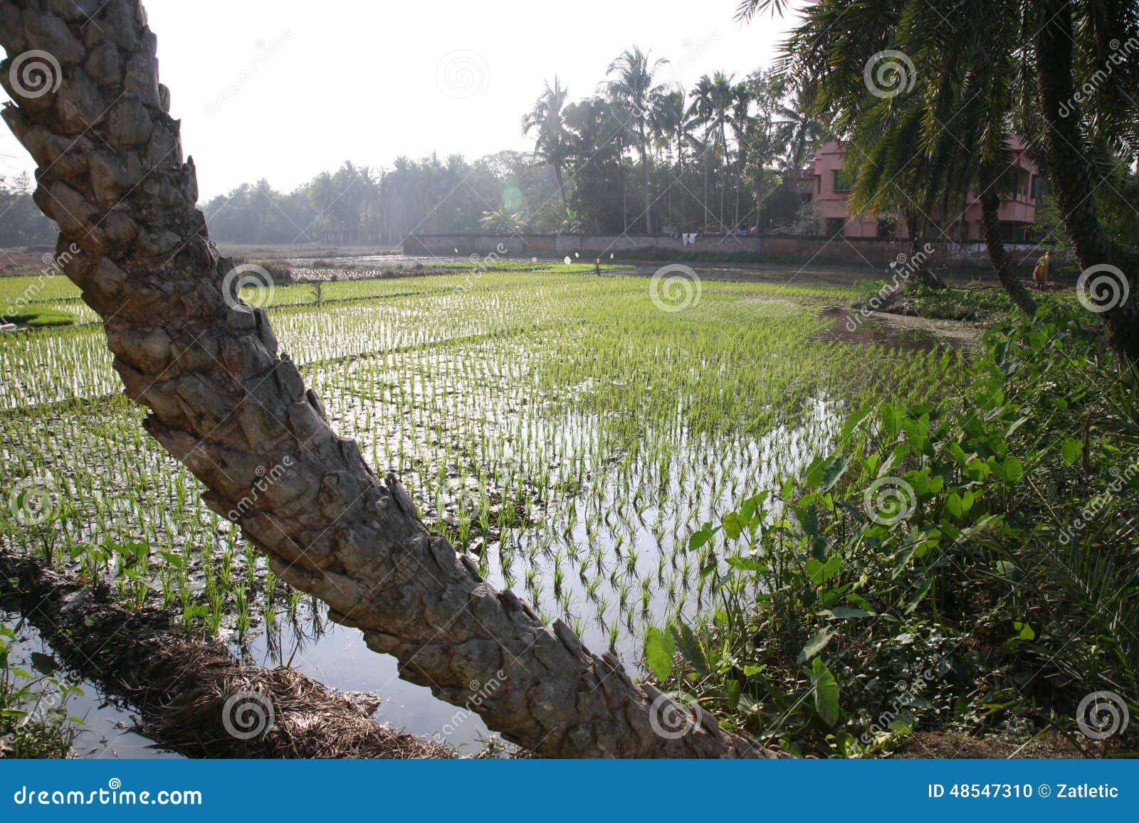 Rice fields stock photo. Image of indian, grass, india - 48547310