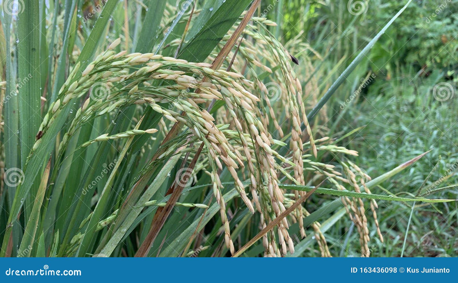 Yellow Paddy at Rice Fields Stock Photo - Image of fields, rice: 163436098