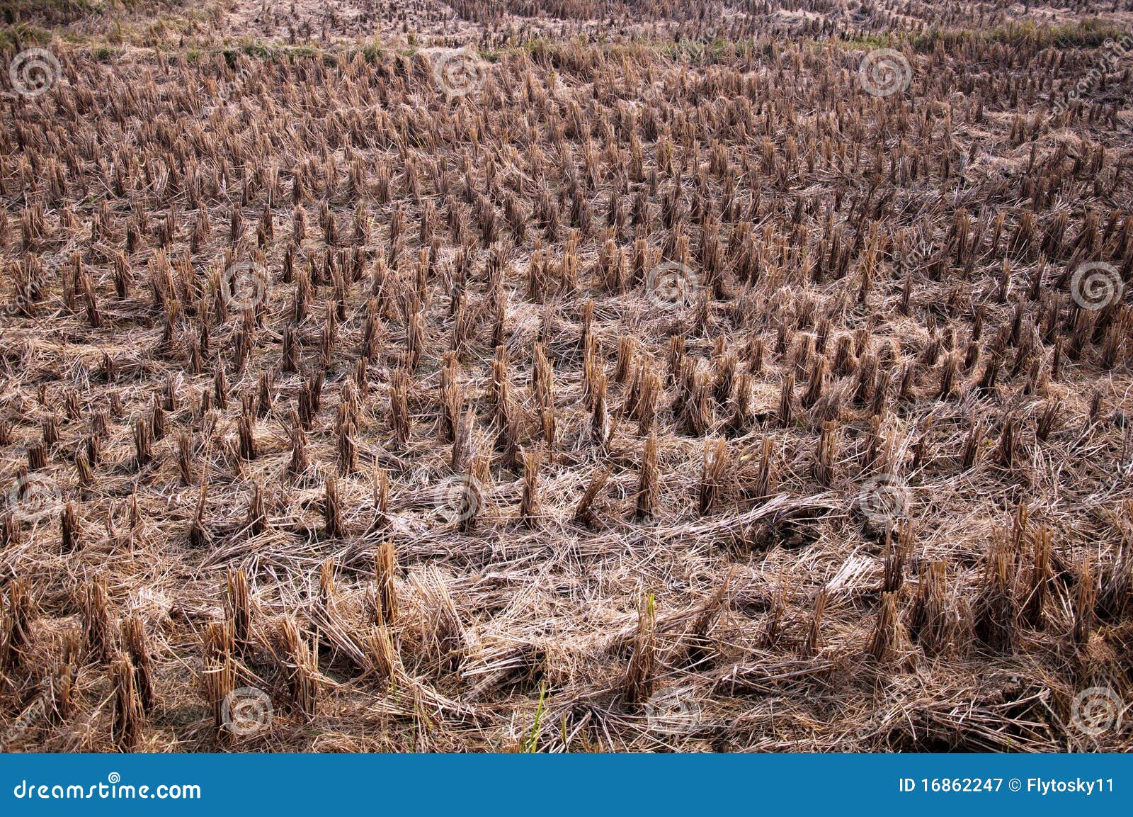 Rice fields after harvest stock image. Image of crop - 16862247