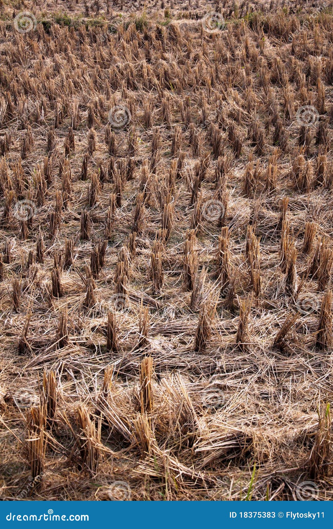 Rice fields after harvest stock image. Image of village - 18375383