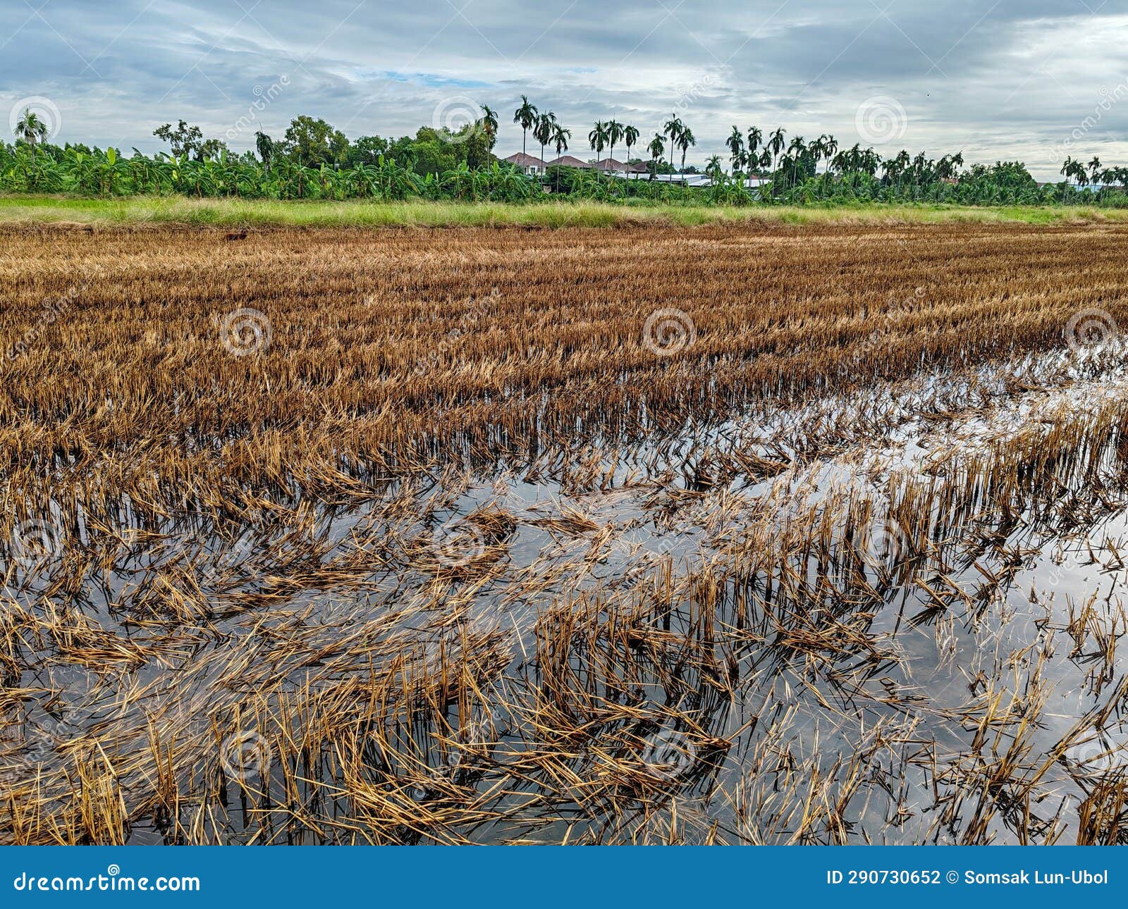 Rice Fields after Harvest with Beautiful Sky Stock Photo - Image of ...