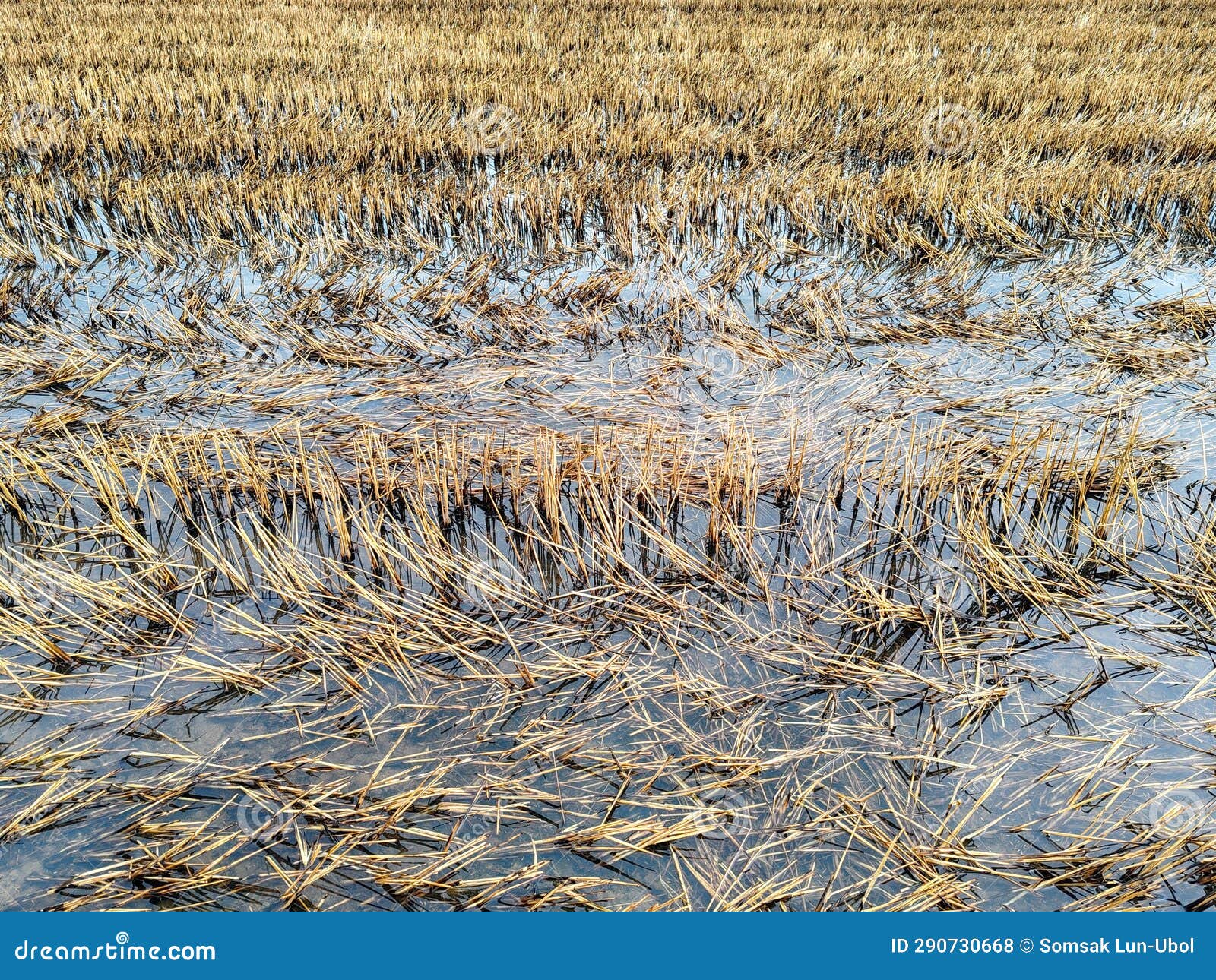 Rice Fields after Harvest with Beautiful Sky Stock Photo - Image of ...