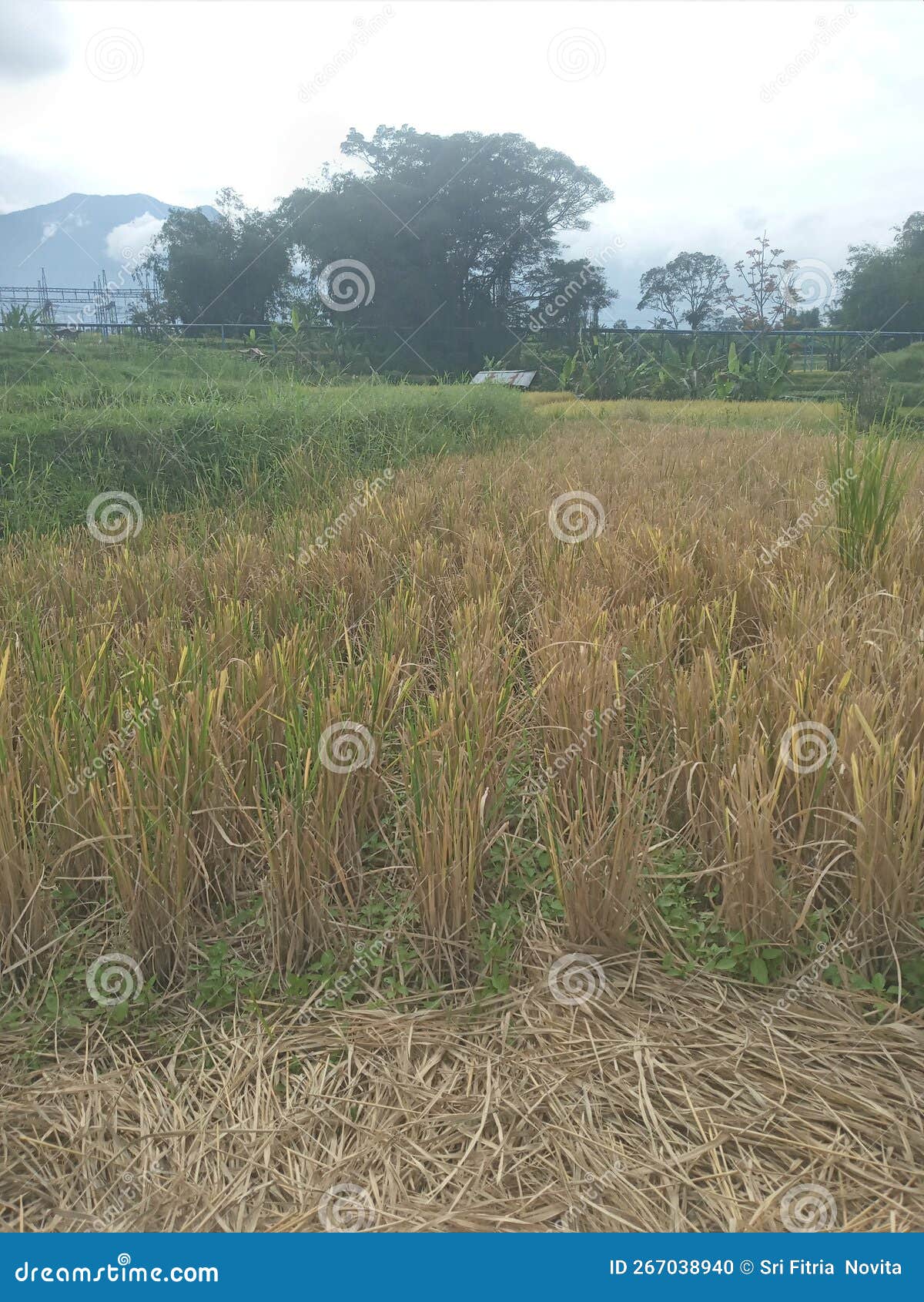 Rice Fields after Harvest Beautifully Captured Stock Photo - Image of ...
