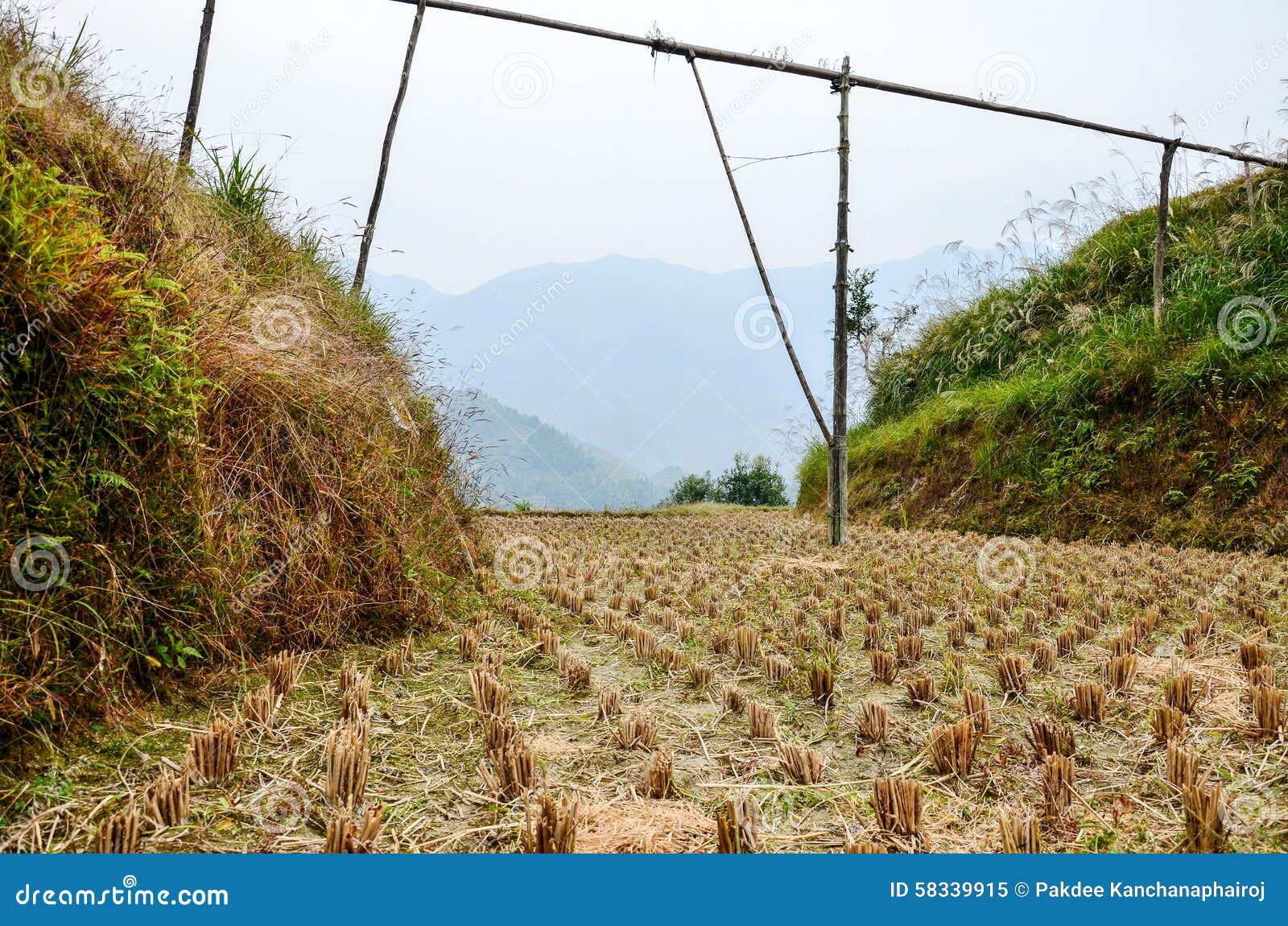 Rice fields after harvest stock image. Image of beauty - 58339915