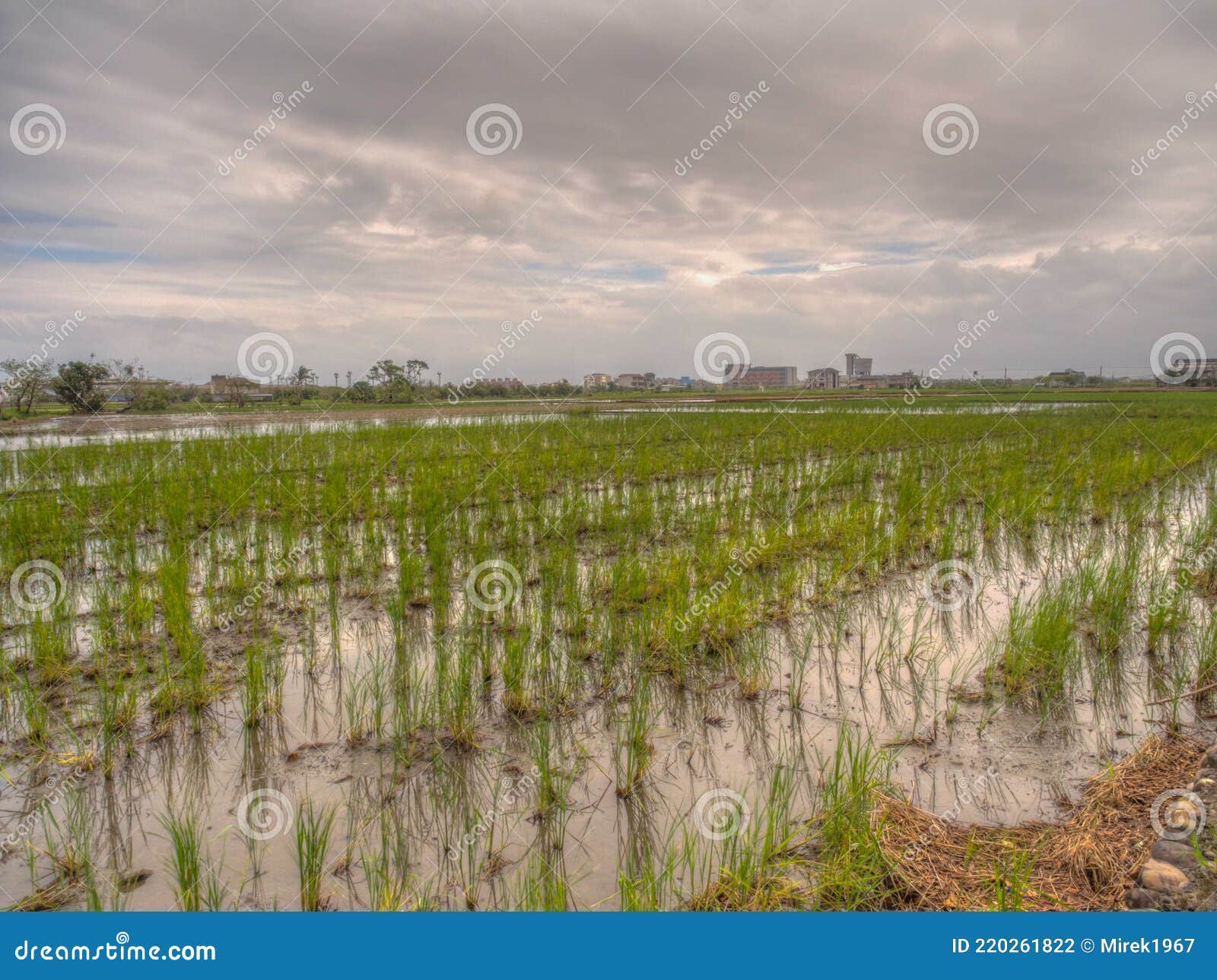 Rice fields after harvest stock photo. Image of harvester - 220261822