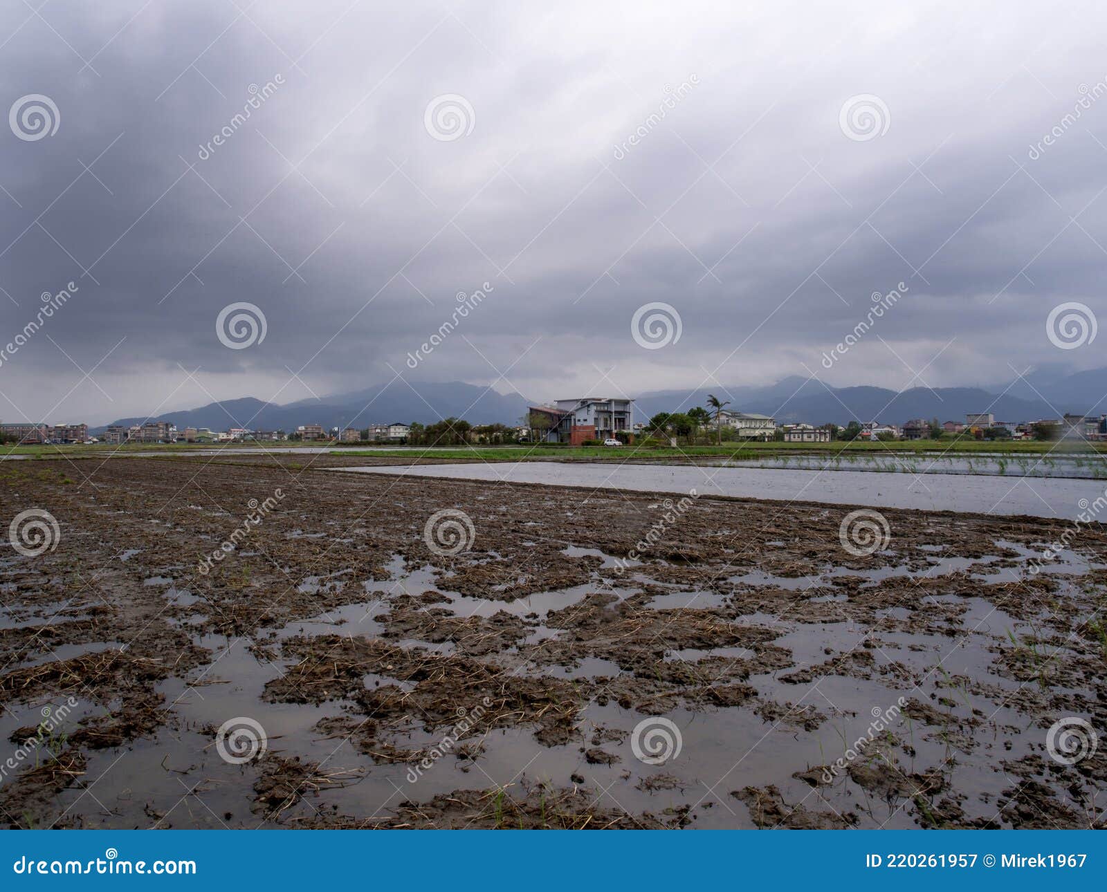 Rice fields after harvest stock image. Image of ground - 220261957