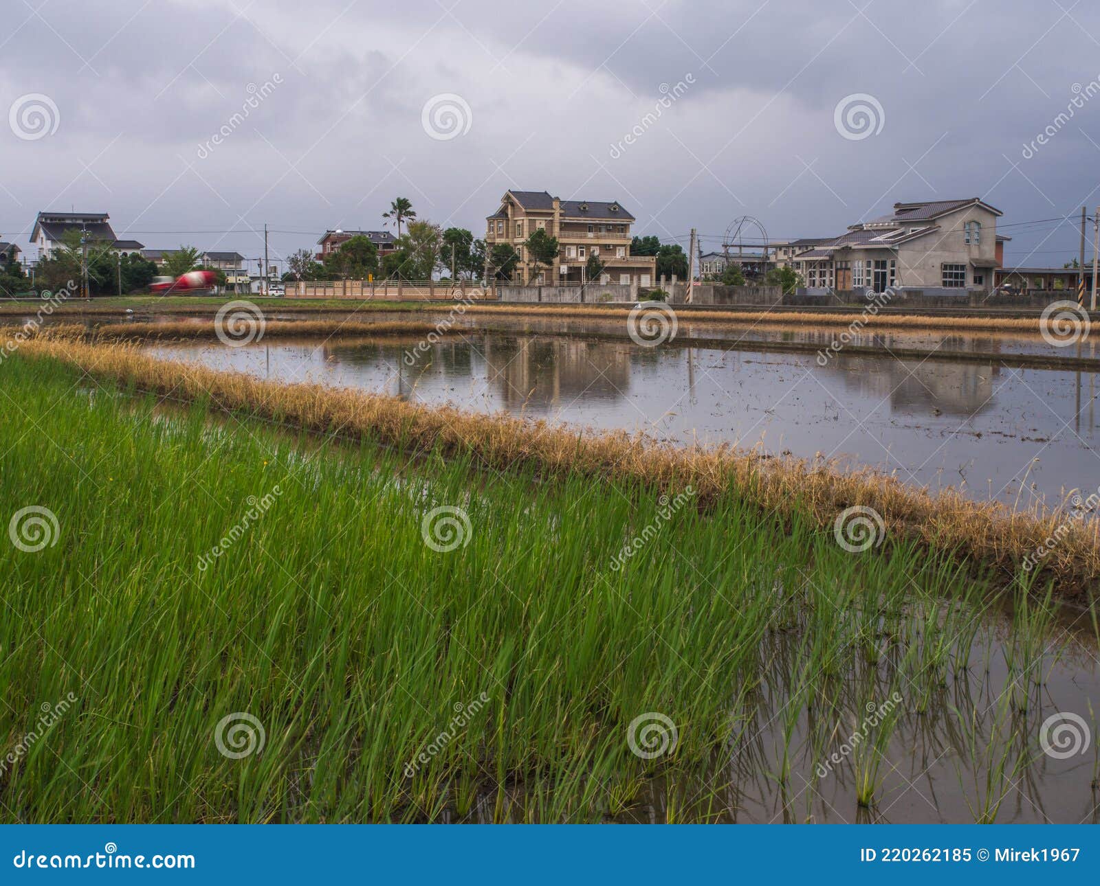 Rice fields after harvest stock image. Image of taiwan - 220262185