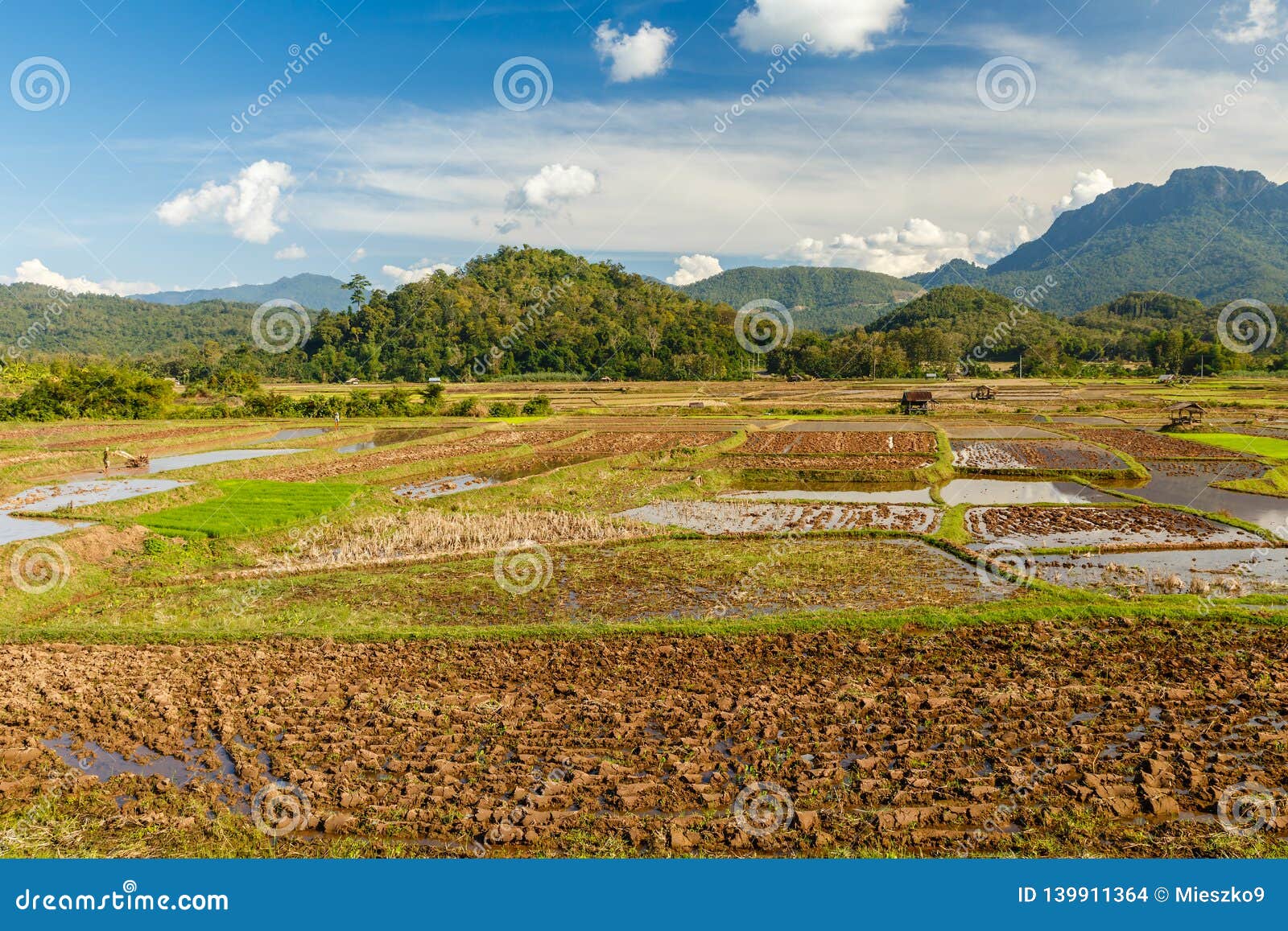 Rice Fields after Harvest, Preparing the Fields for Planting Rice, Laos ...