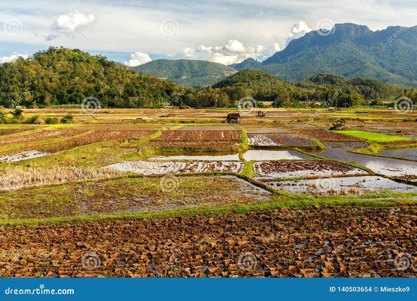 Rice Fields after Harvest, Preparing the Fields for Planting Rice, Laos ...