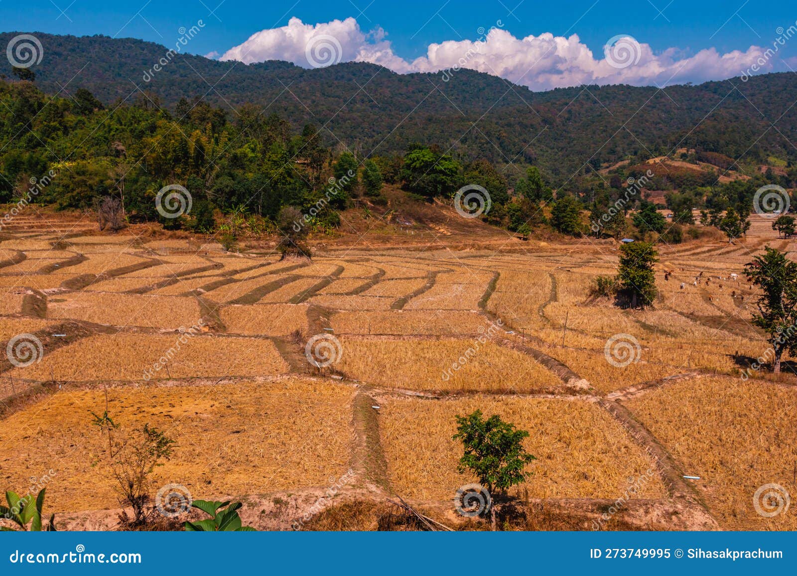 Rice Fields after the Harvest Season Stock Image - Image of beautiful ...