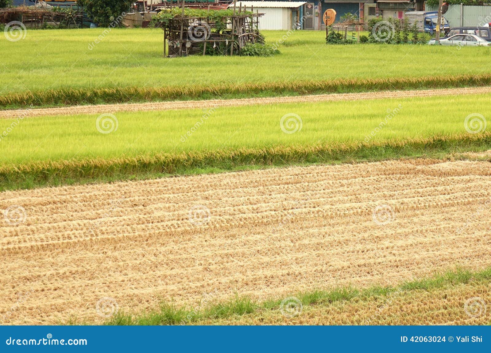 Rice Fields at Harvest Time Stock Photo - Image of crop, rural: 42063024