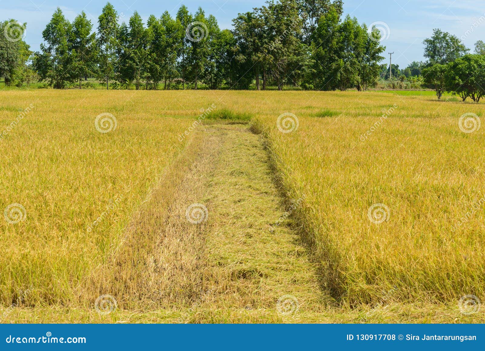 Rice Fields are Harvested with Rice Cultivators. it is a Process Stock ...