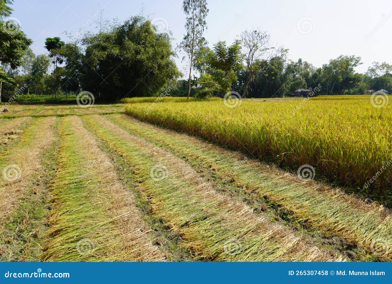 Rice Fields are Harvested with Rice Cultivators. it is a Process of ...
