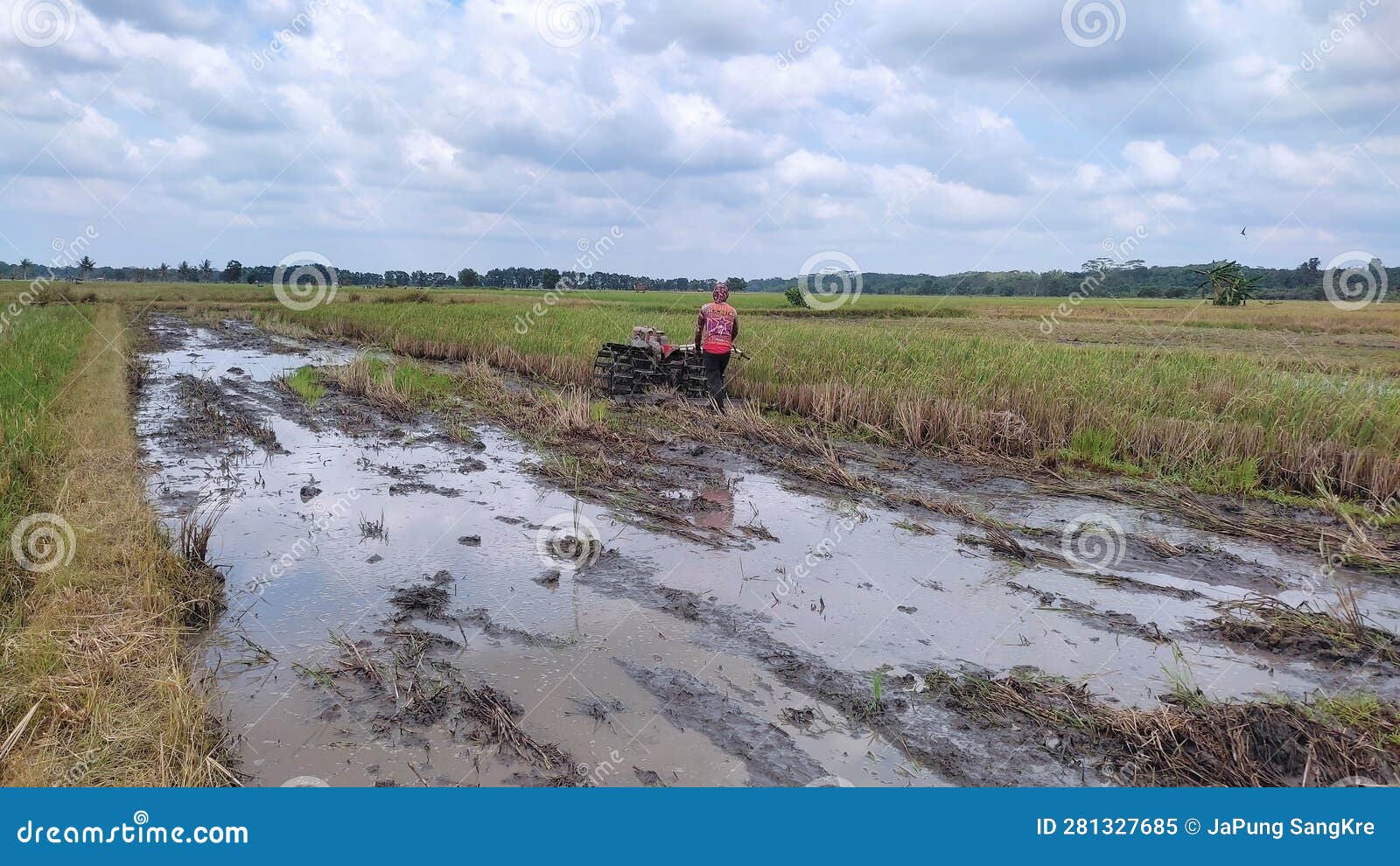 Rice Fields that are Harvested and are in the Process of Processing the ...
