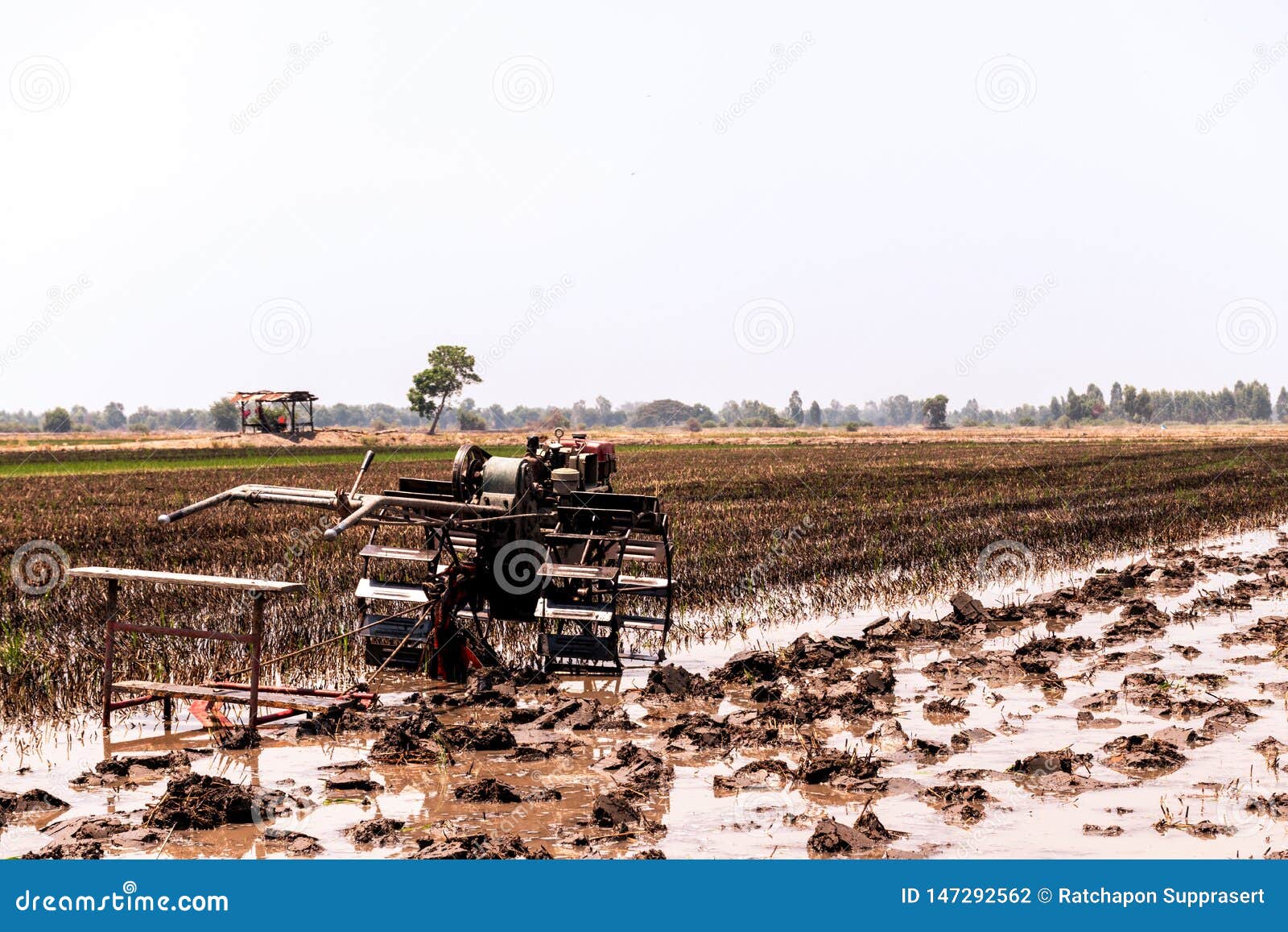 Rice Fields that Have Been Harvested and are Preparing for the Next ...