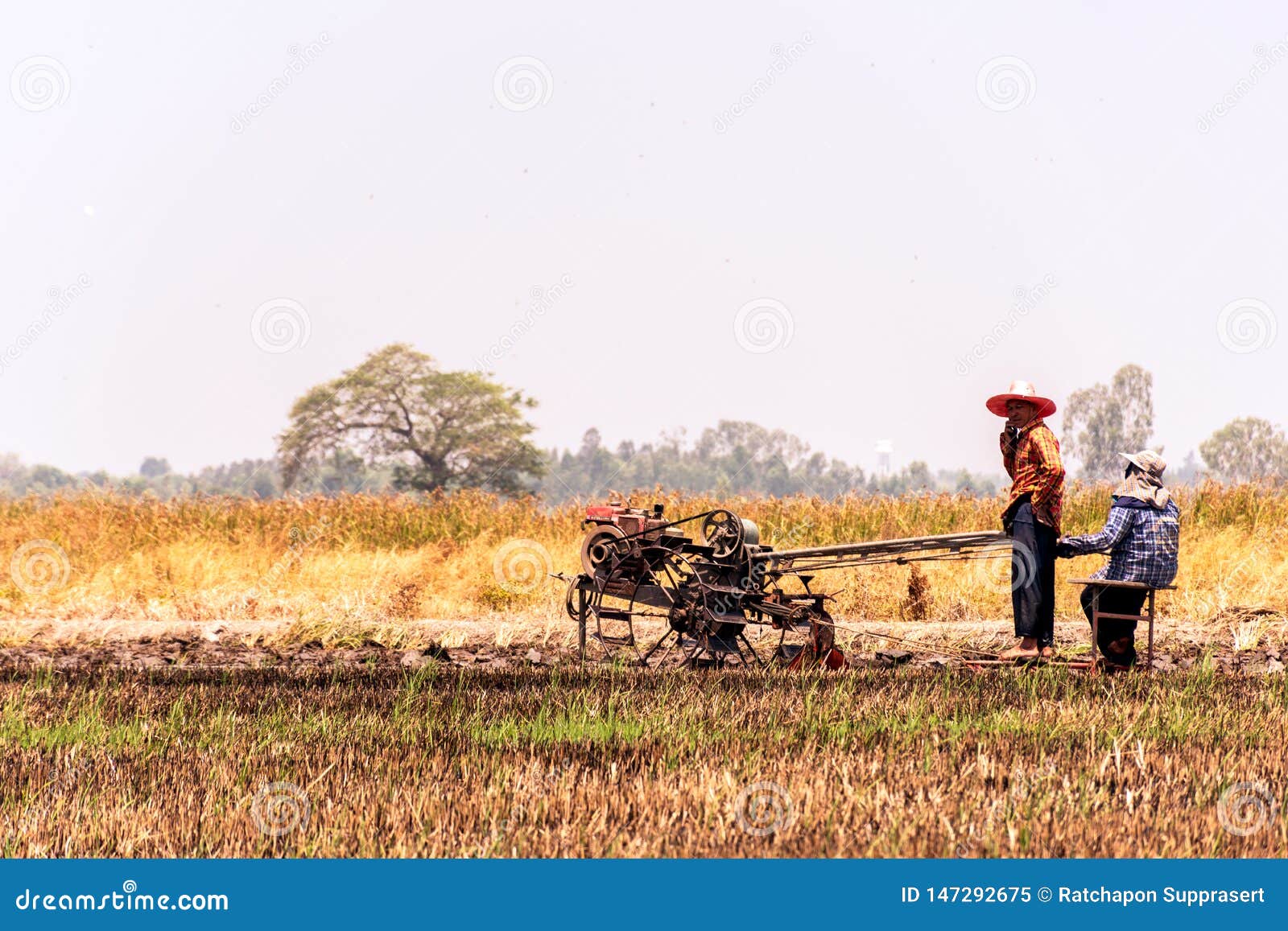 Rice Fields that Have Been Harvested and are Preparing for the Next ...