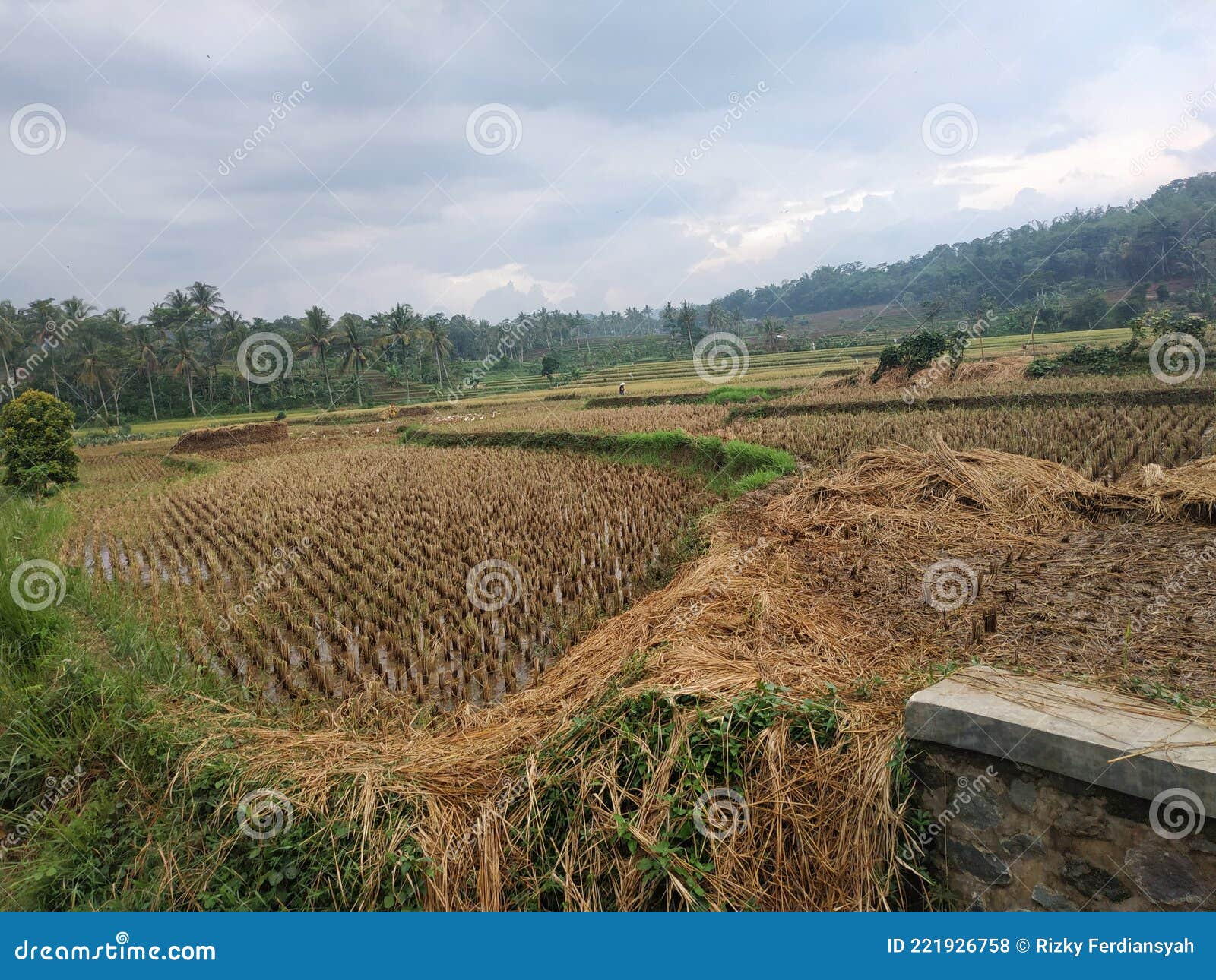 Rice Fields that Have Been Harvested Stock Photo - Image of fields ...