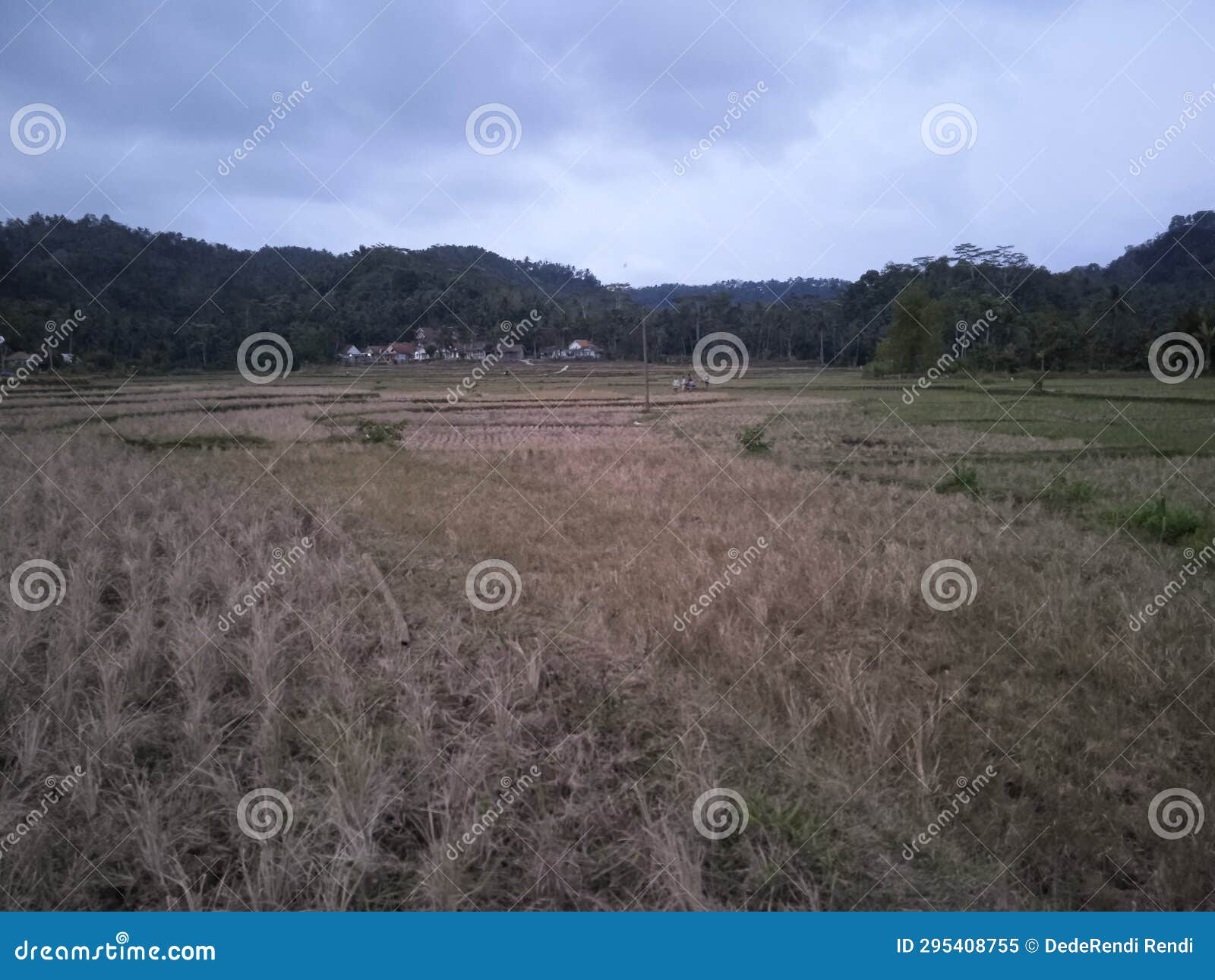 Rice Fields that Have Been Hit by Drought Due To the Long Dry Season ...