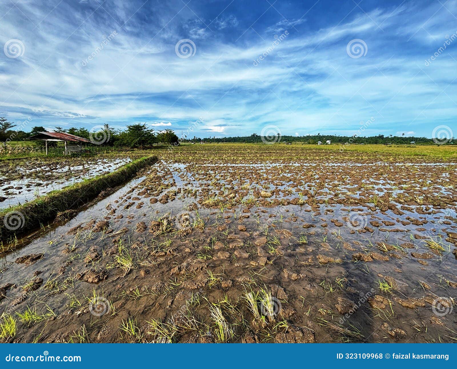 Plowed rice fields stock photo. Image of agriculture - 323109968