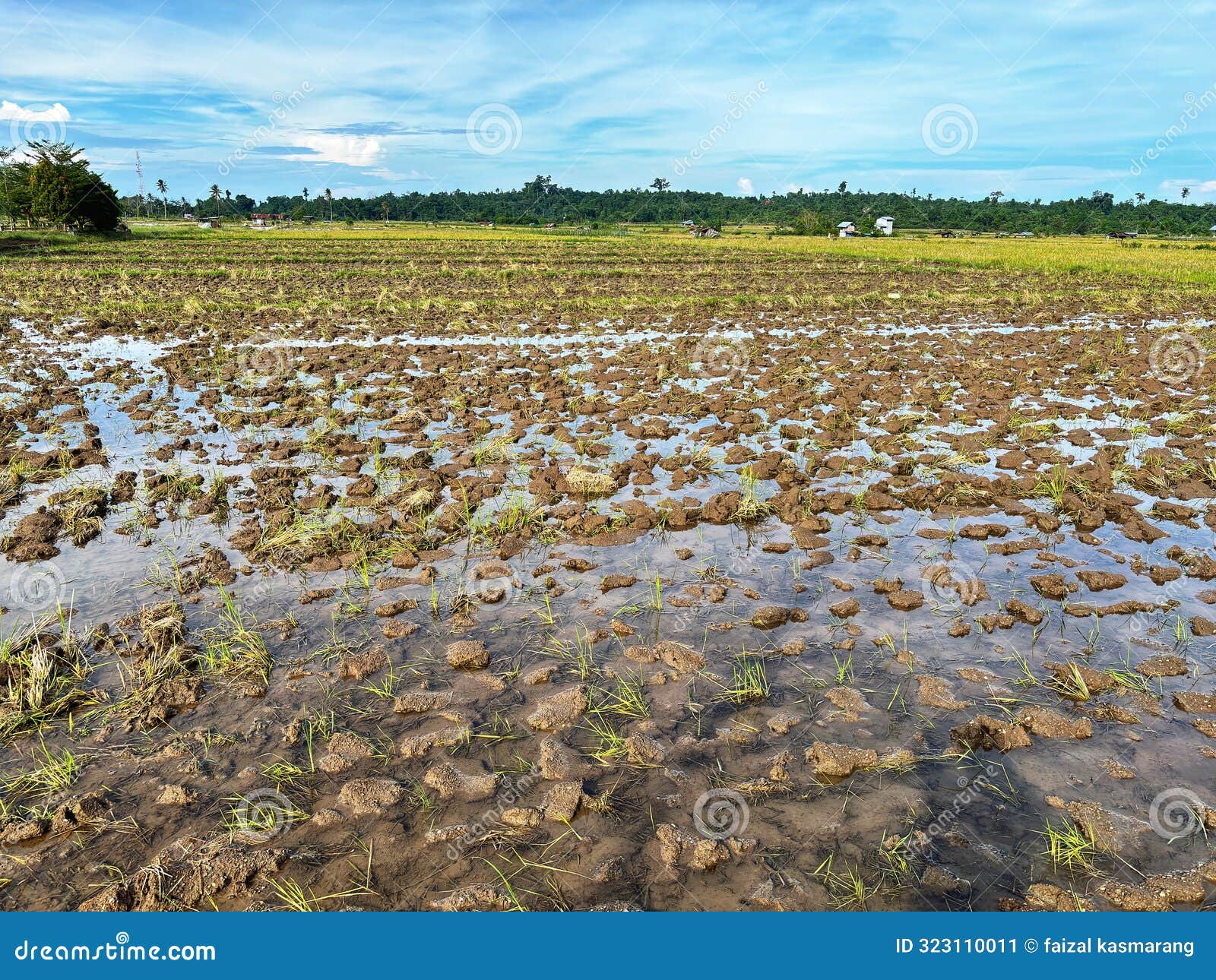 Plowed rice fields stock image. Image of background - 323110011