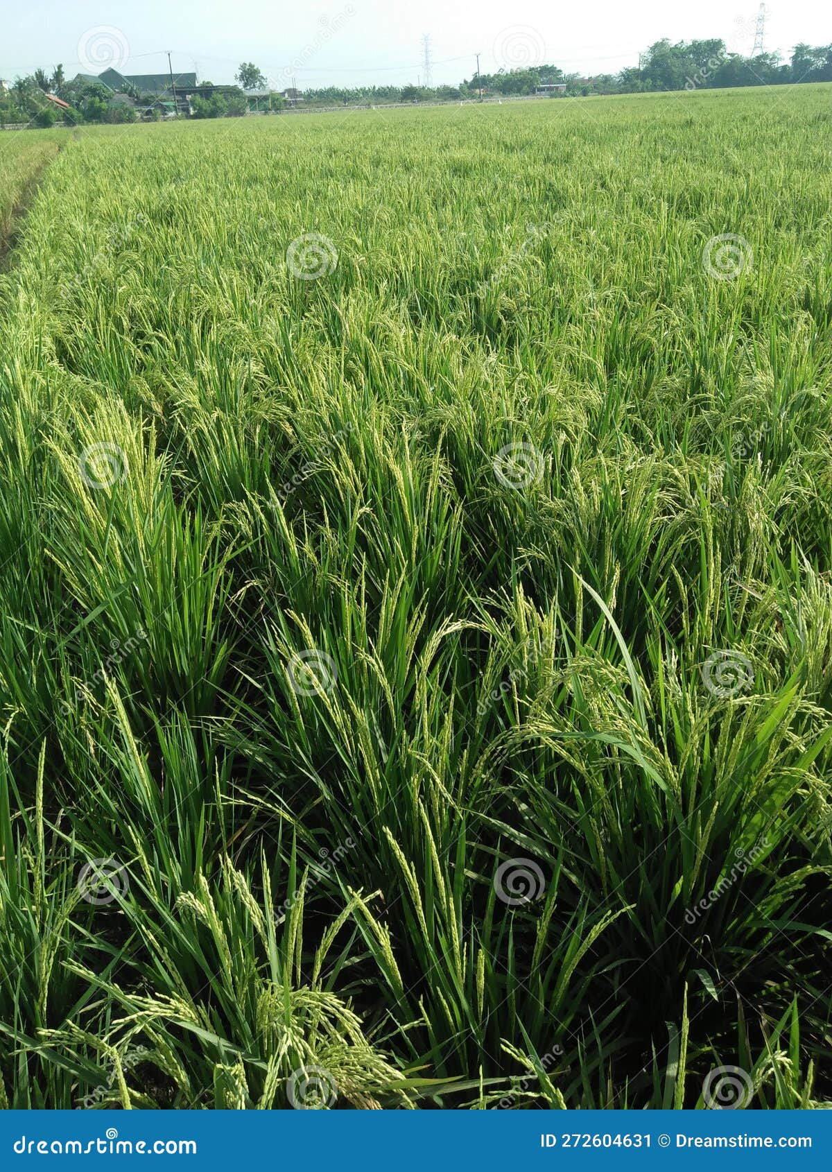 Rice in the ricefielfd stock image. Image of ricefielfd - 272604631
