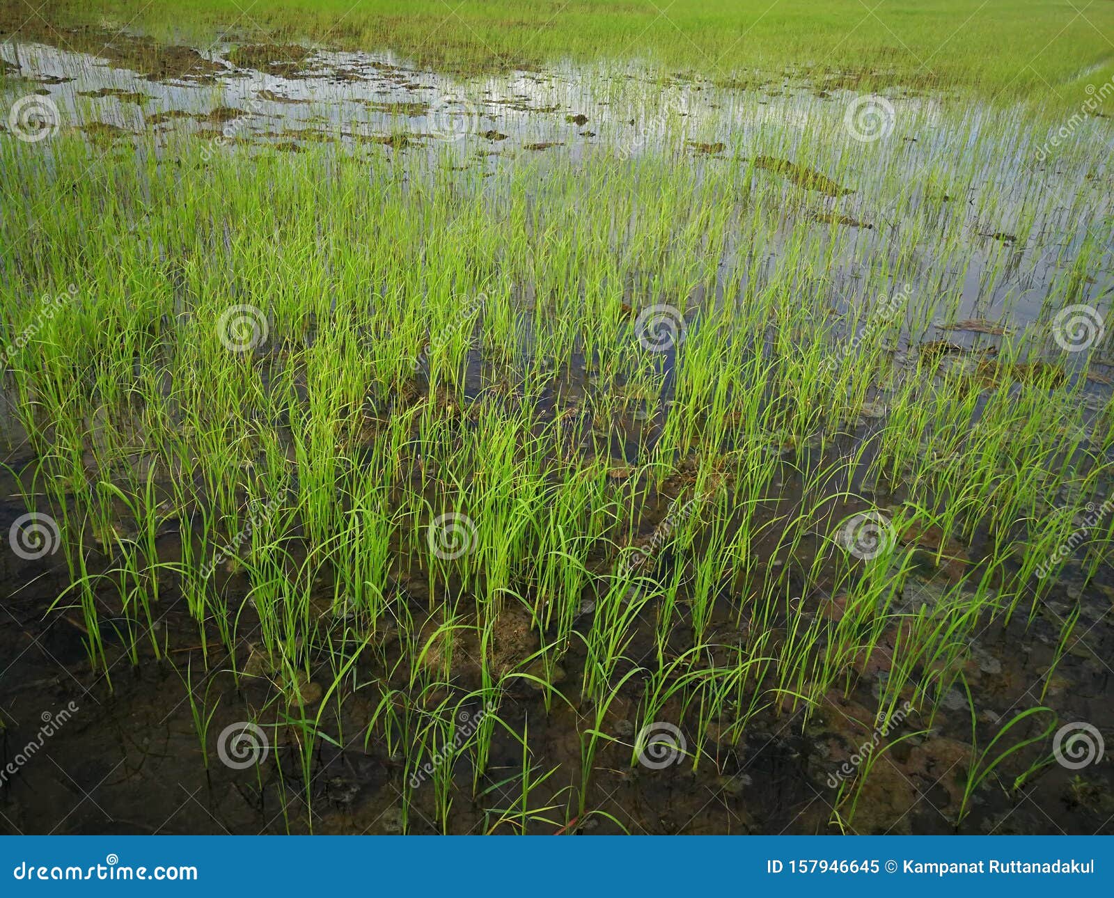 The Rice Fields Have Water. Stock Image - Image of water, fields: 157946645