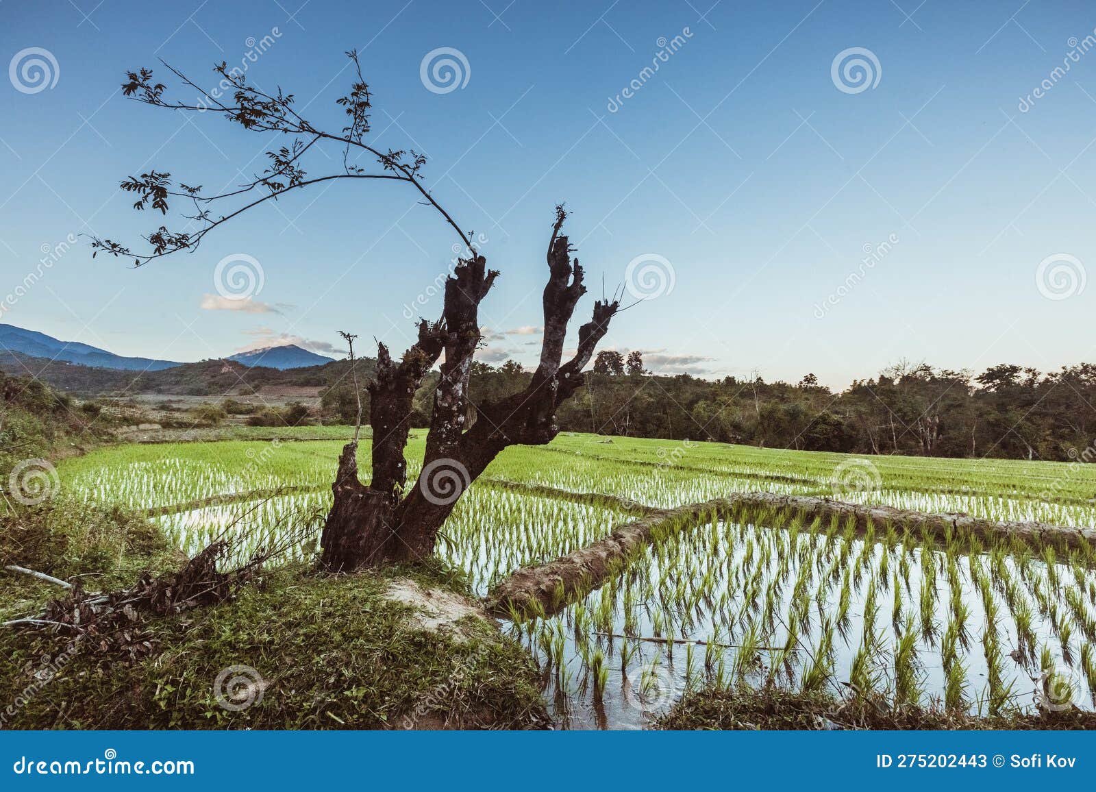 Rice Field in Myanmar. Water Stock Image - Image of nature, ground ...