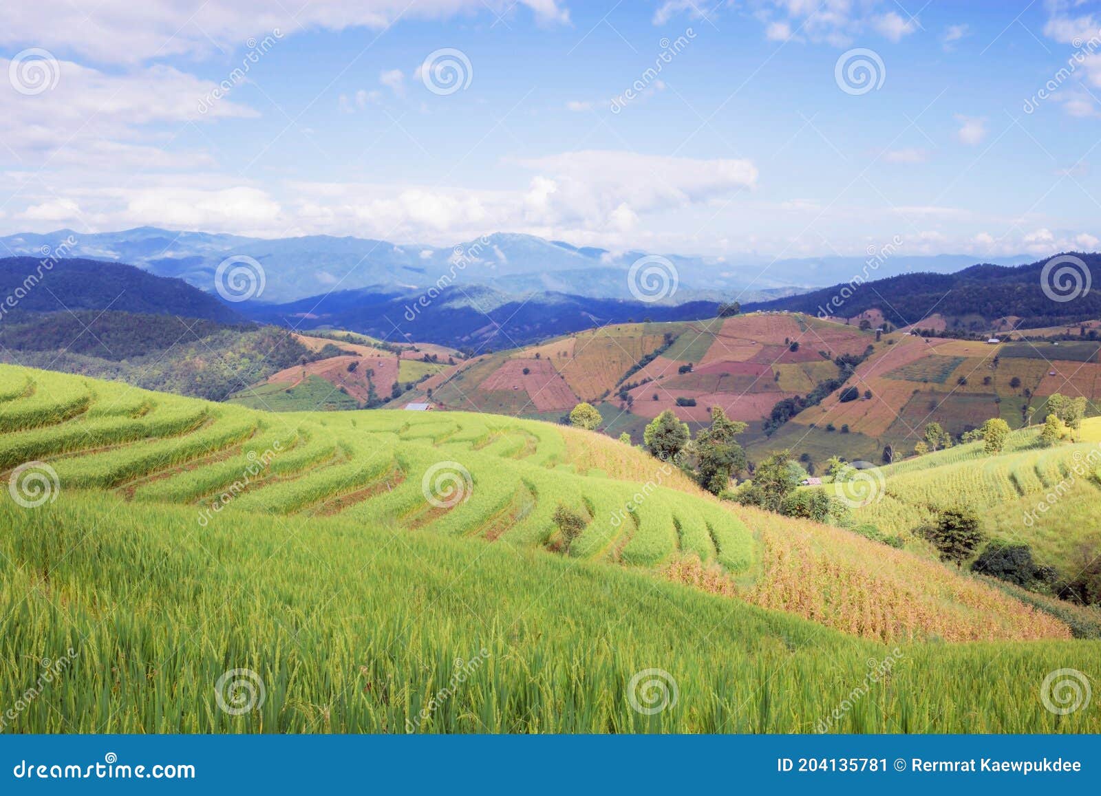 Rice Fields on Hill with Sky Stock Image - Image of harvest ...