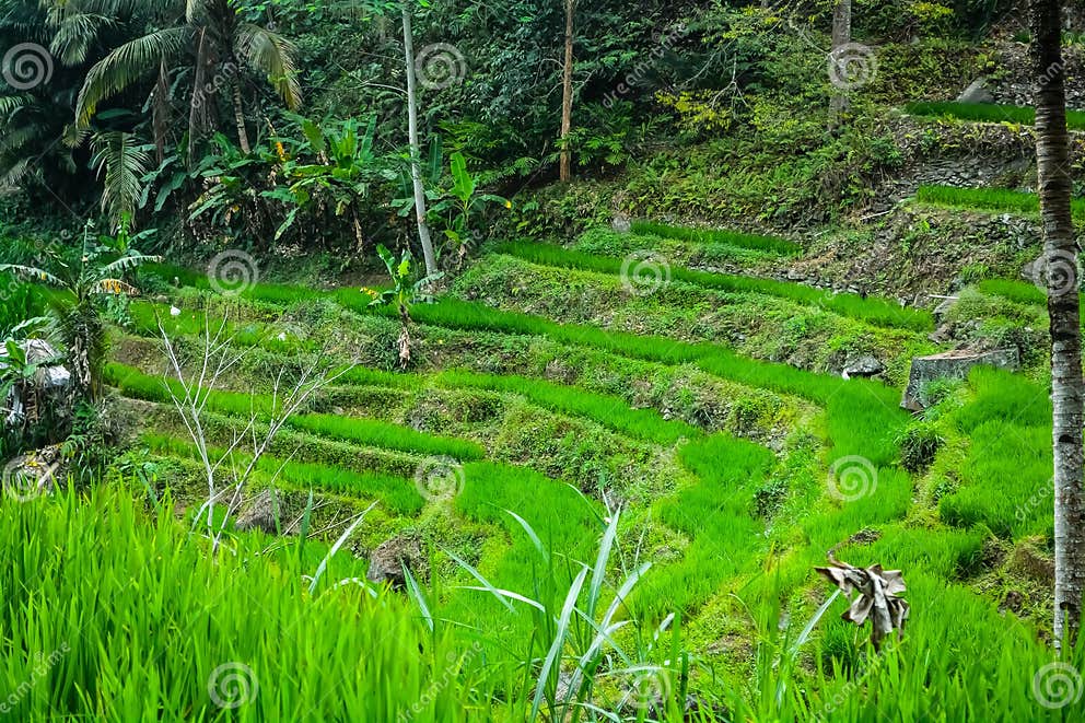 Rice Fields on Hill Slopes Using the Terracing Method Stock Photo ...