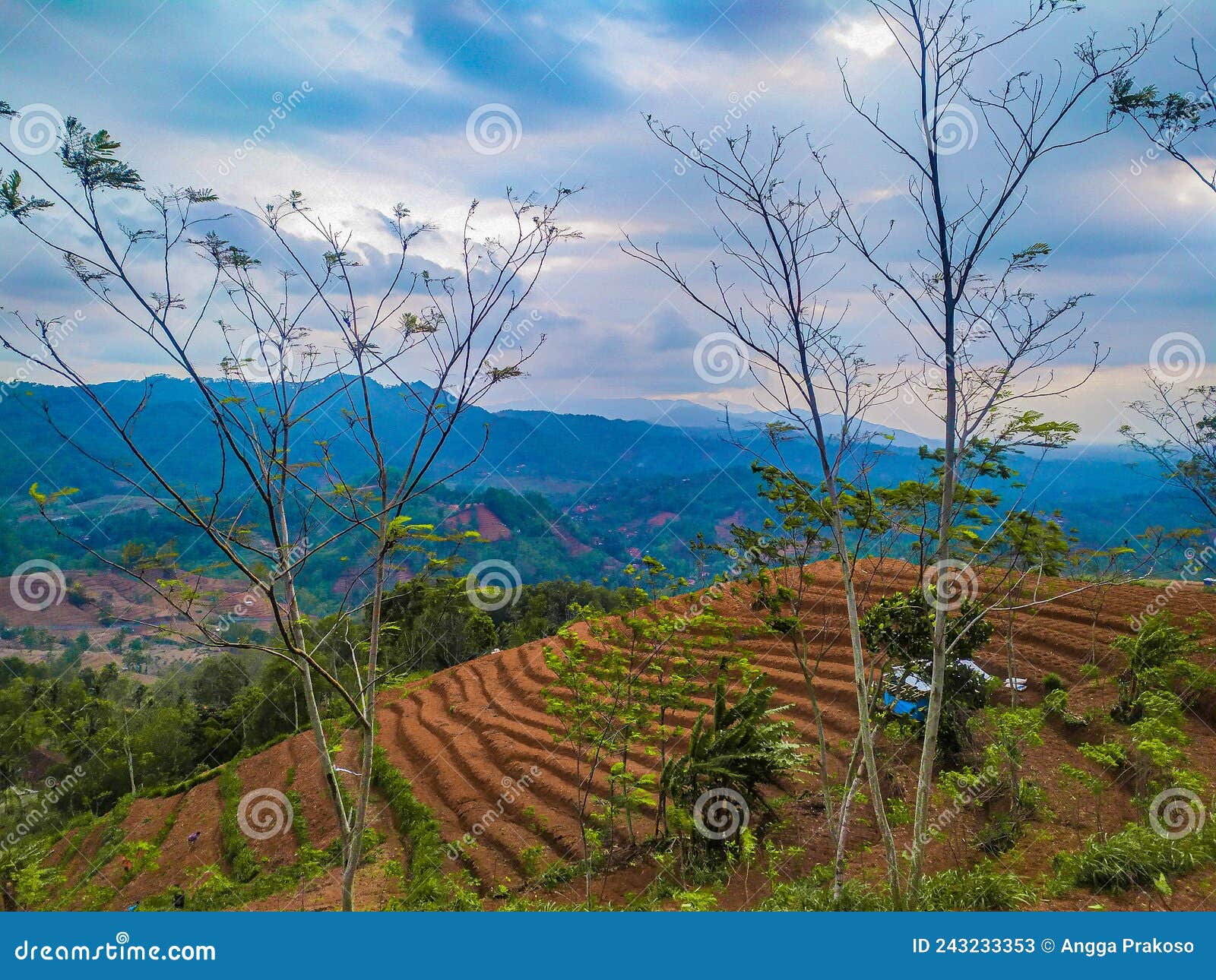 Rice fields at Hills stock image. Image of beautiful - 243233353