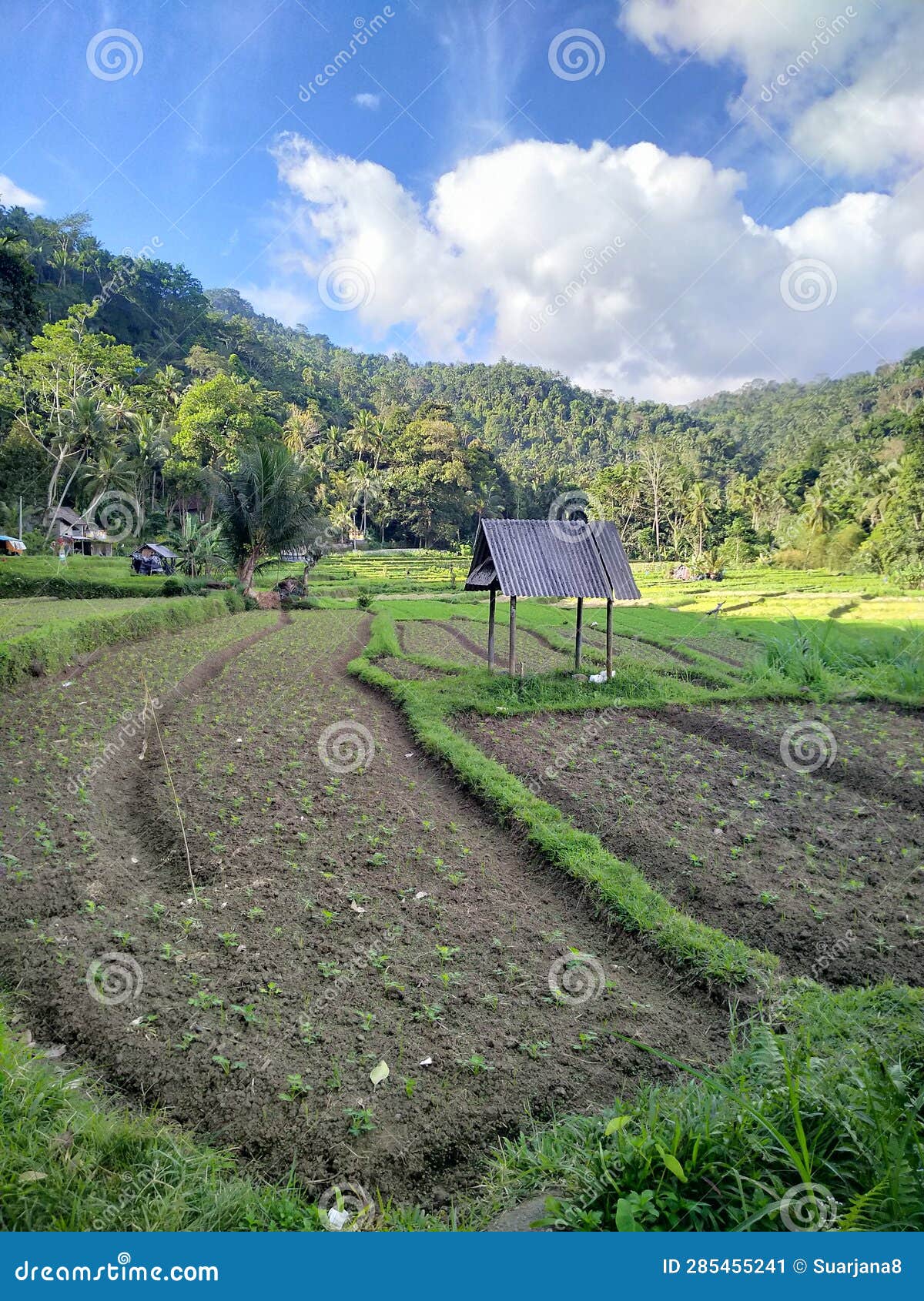 Rice Fields and Hills Bali Indonesia Stock Image - Image of landscape ...