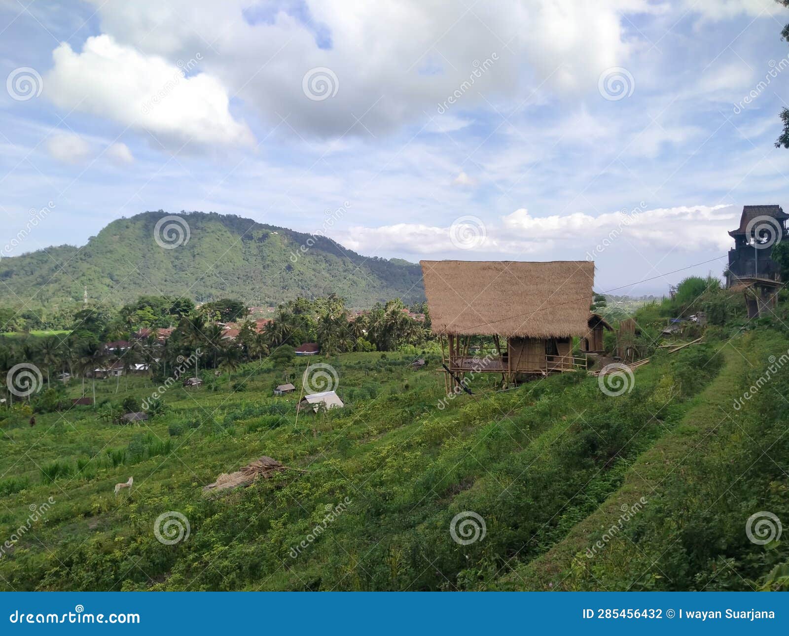 Rice Fields and Hills Bali Indonesia Stock Photo - Image of fields ...