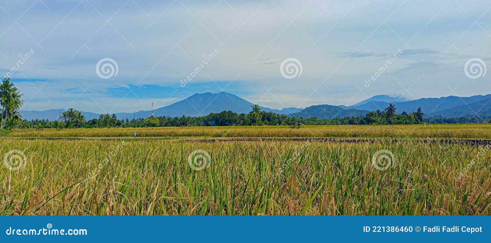 Rice Fields, Hills and Mountains Stock Photo - Image of soil, pasture ...
