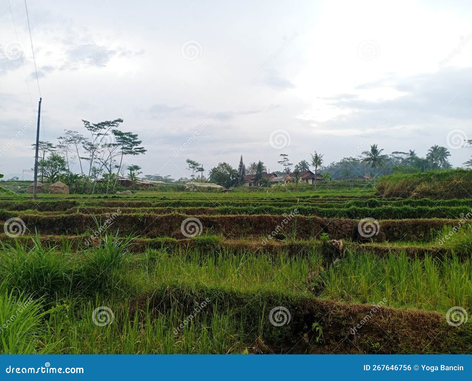 Rice fields in hilly areas stock photo. Image of farm - 267646756