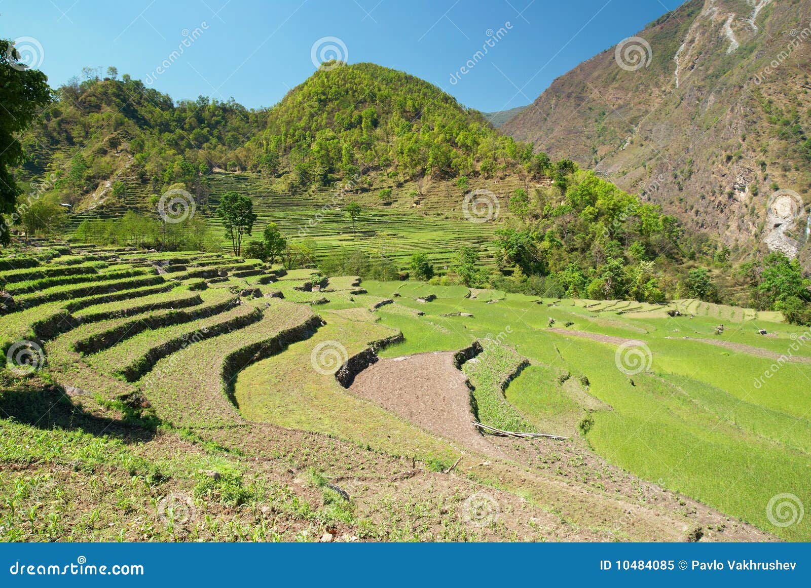 Rice Fields in the Himalayan Hills Stock Image - Image of agriculture ...