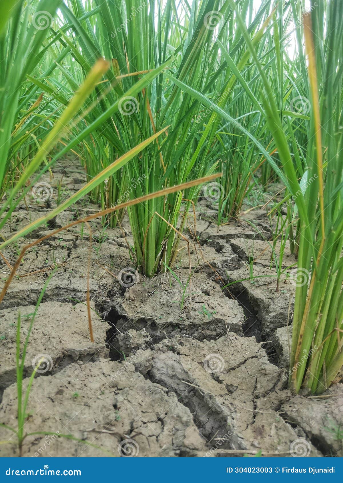 Rice Fields are Hit by Drought Stock Image - Image of drought, rice ...