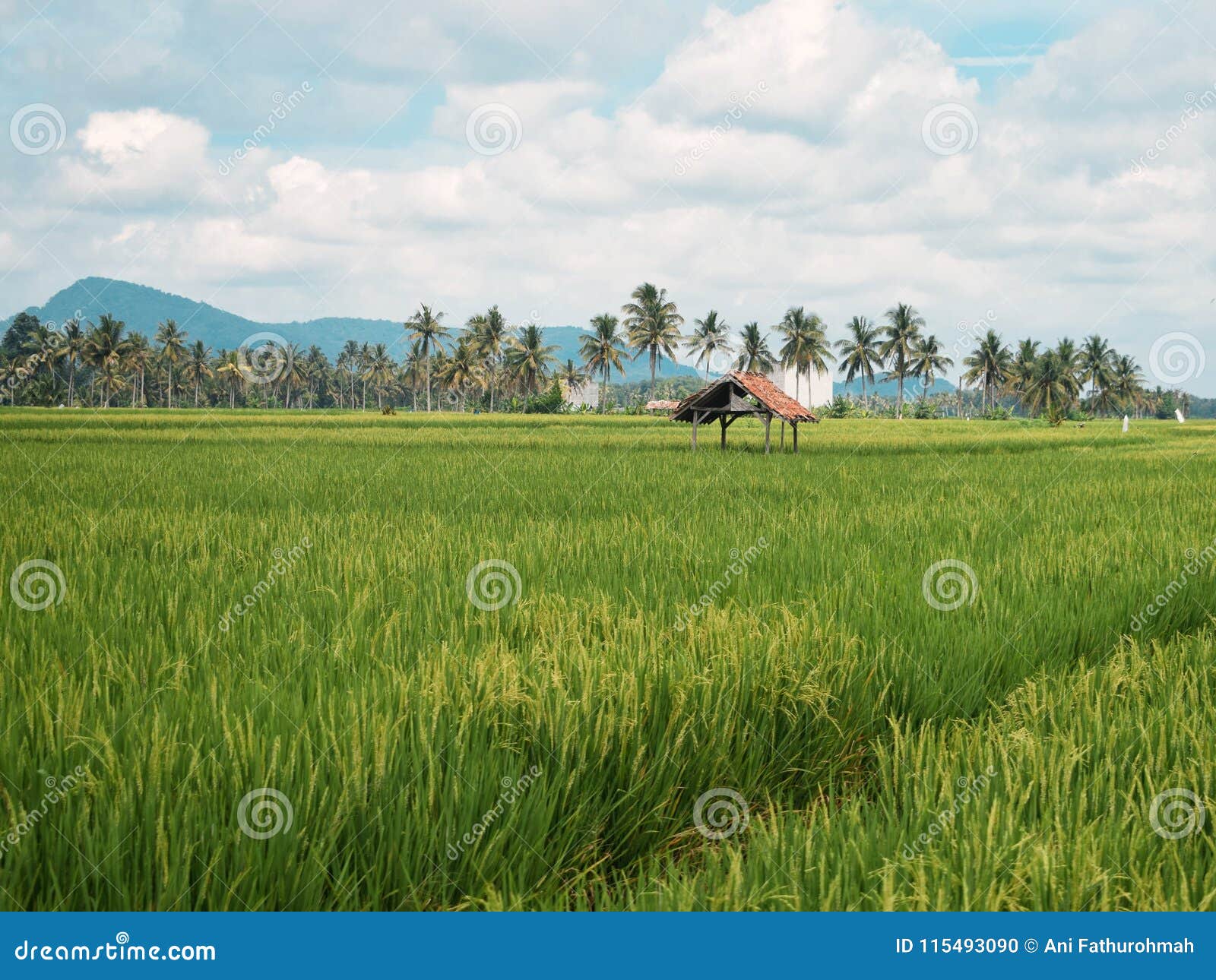 Rice Fields, Hut, Shack, Mountain Scenery, Palm Trees Stock Photo ...