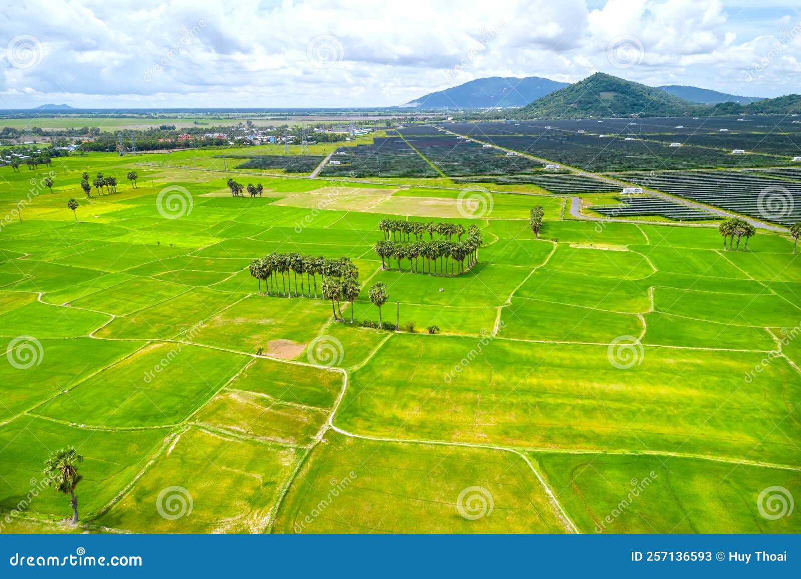 Rice Fields Interspersed with Solar Power Fields in the Morning, Stock ...