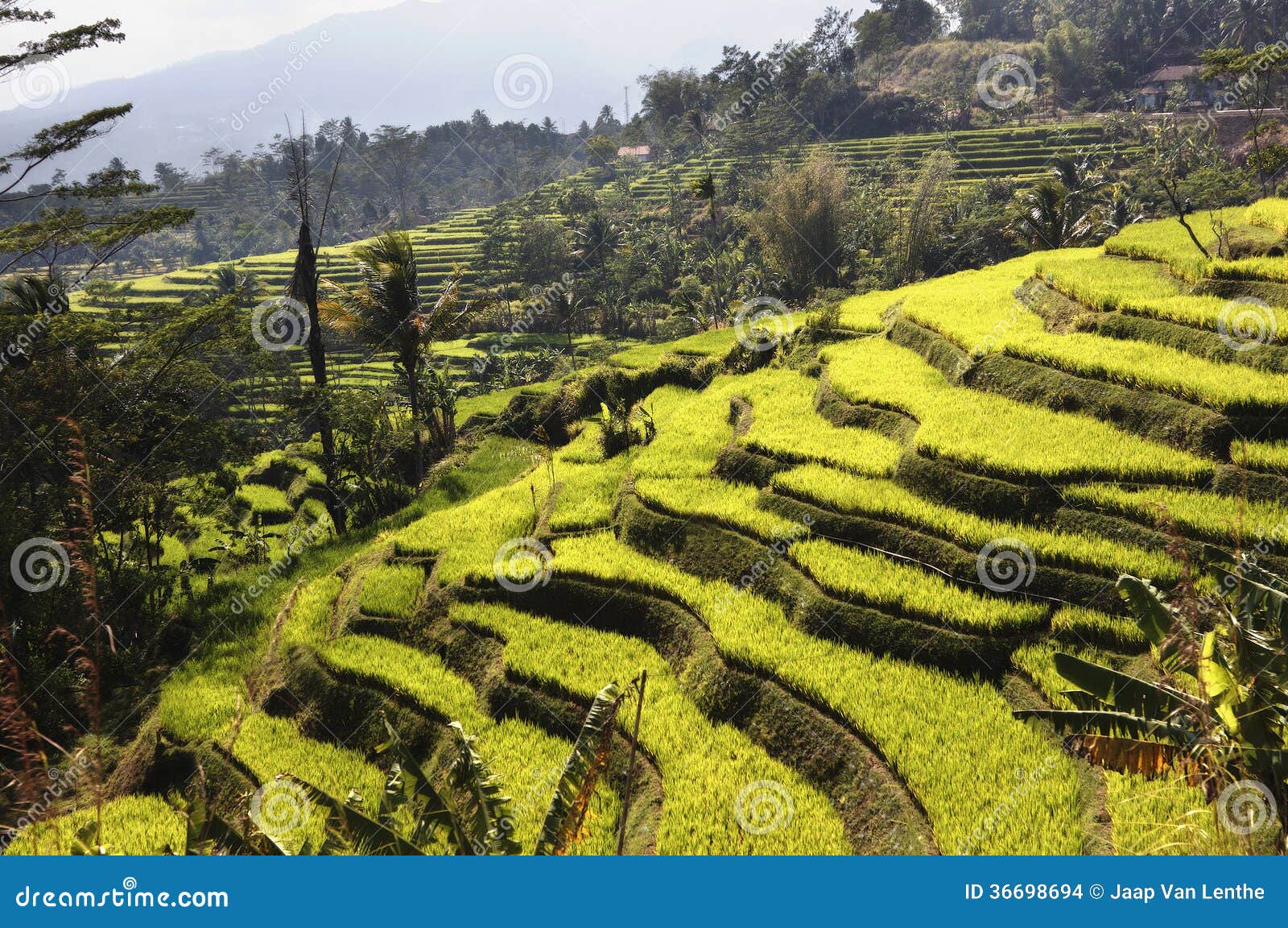 Rice Fields stock photo. Image of steps, rice, food, veld - 36698694