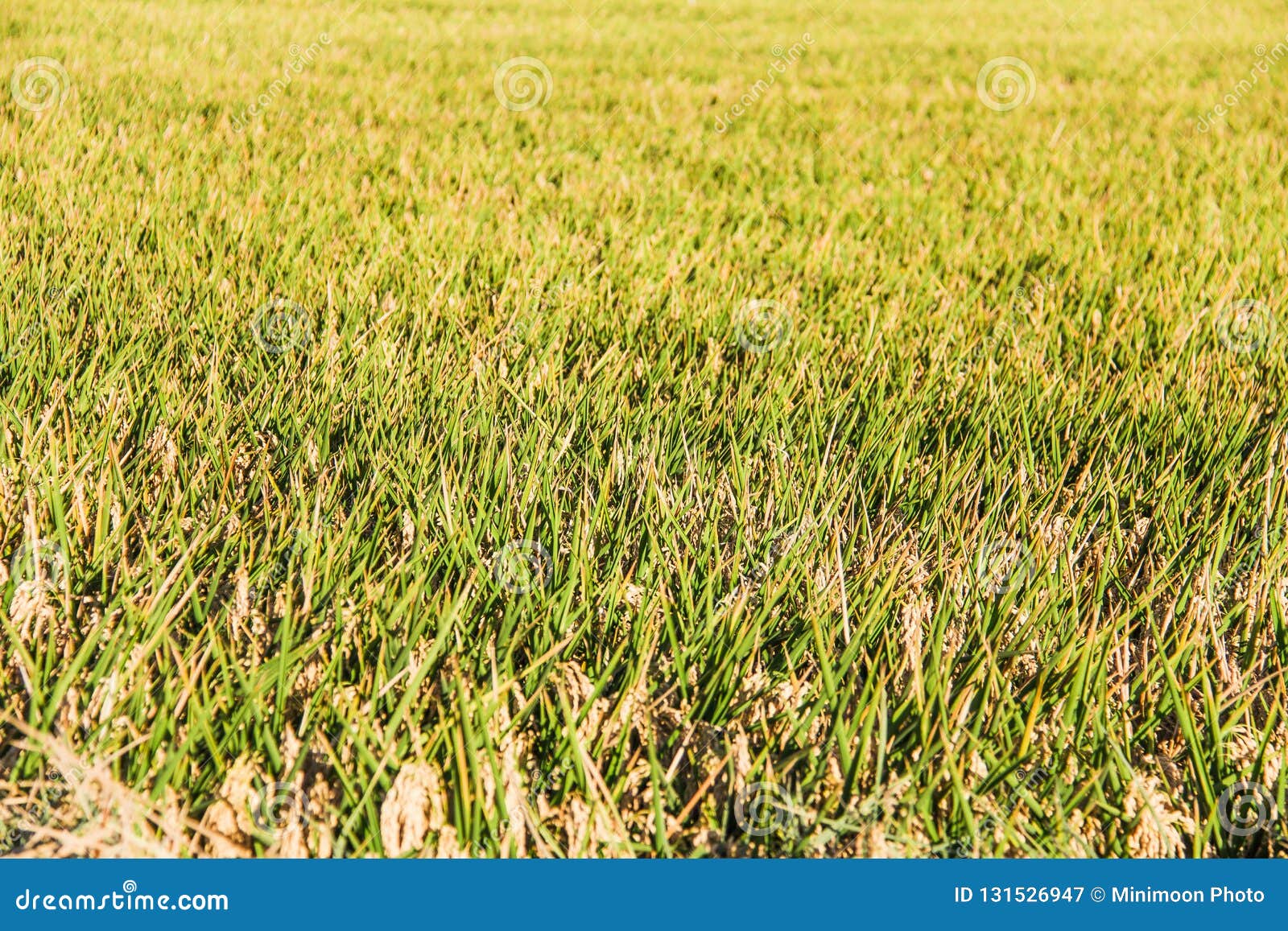 Rice Fields in La Albufera, Valencia, Spain Stock Image - Image of ...