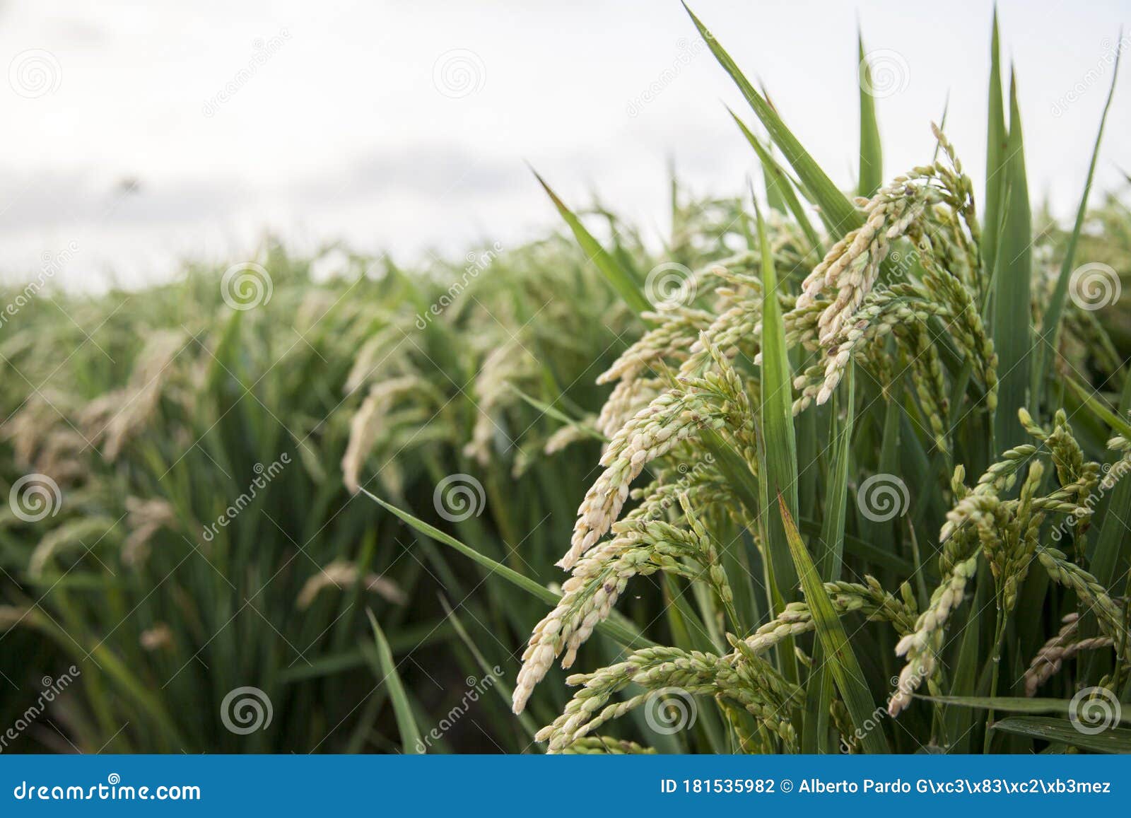 Rice Fields in the Lagoon of Valencia Stock Photo - Image of europa ...