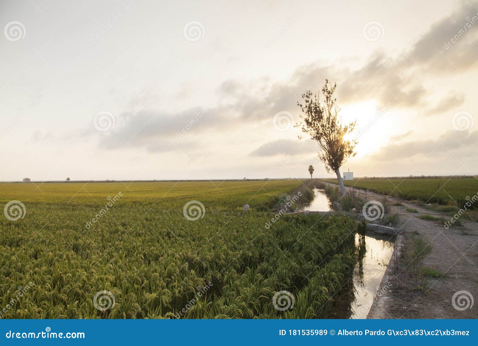 Rice Fields in the Lagoon of Valencia Stock Image - Image of sunset ...