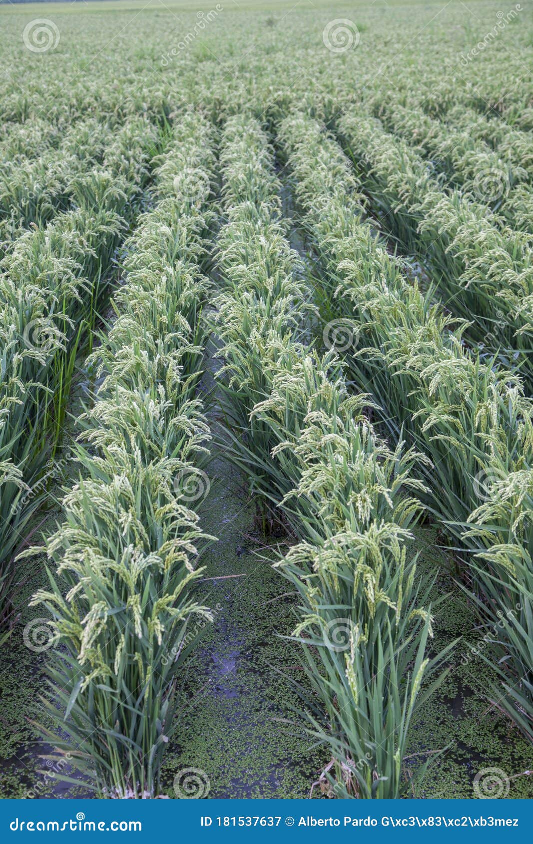 Rice Fields in the Lagoon of Valencia Stock Image - Image of growth ...