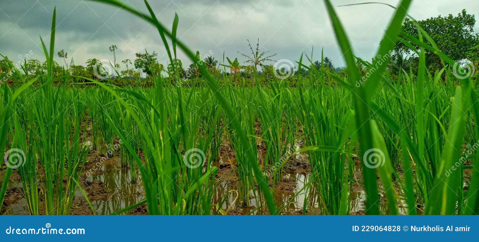 Rice Fields are Land that is Cultivated and Irrigated for Planting Rice ...