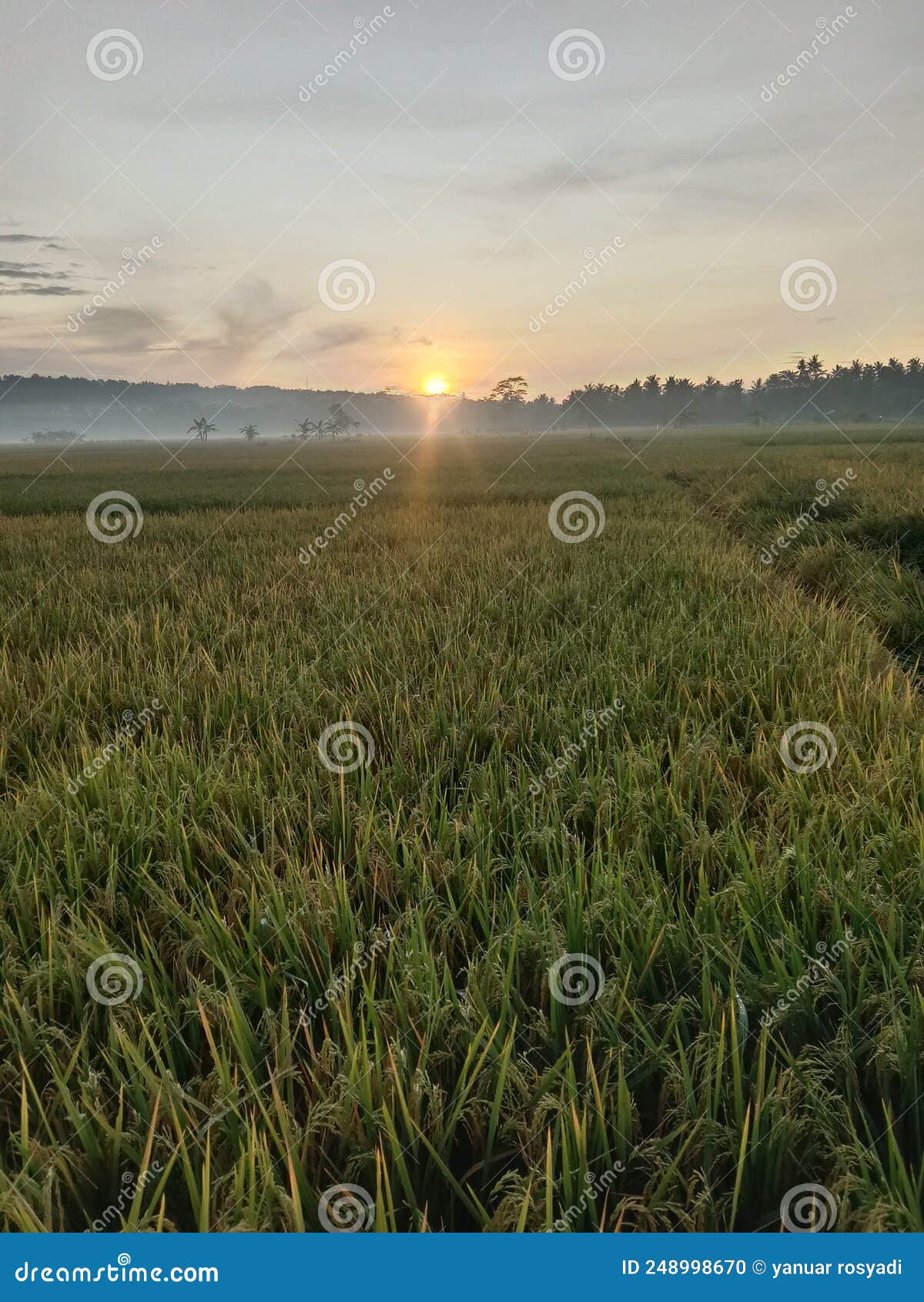 Rice fields landscape stock photo. Image of hill, prairie - 248998670