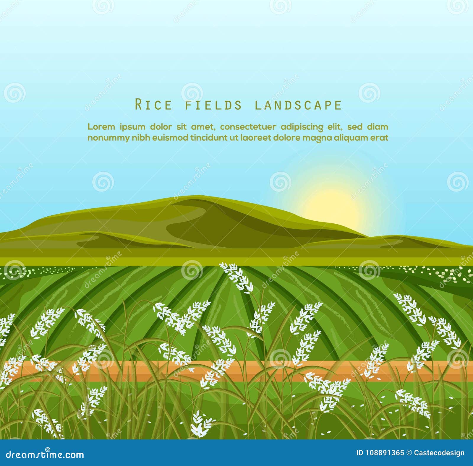 Rice Fields Landscape Vector. Sunshine Background Stock Vector ...