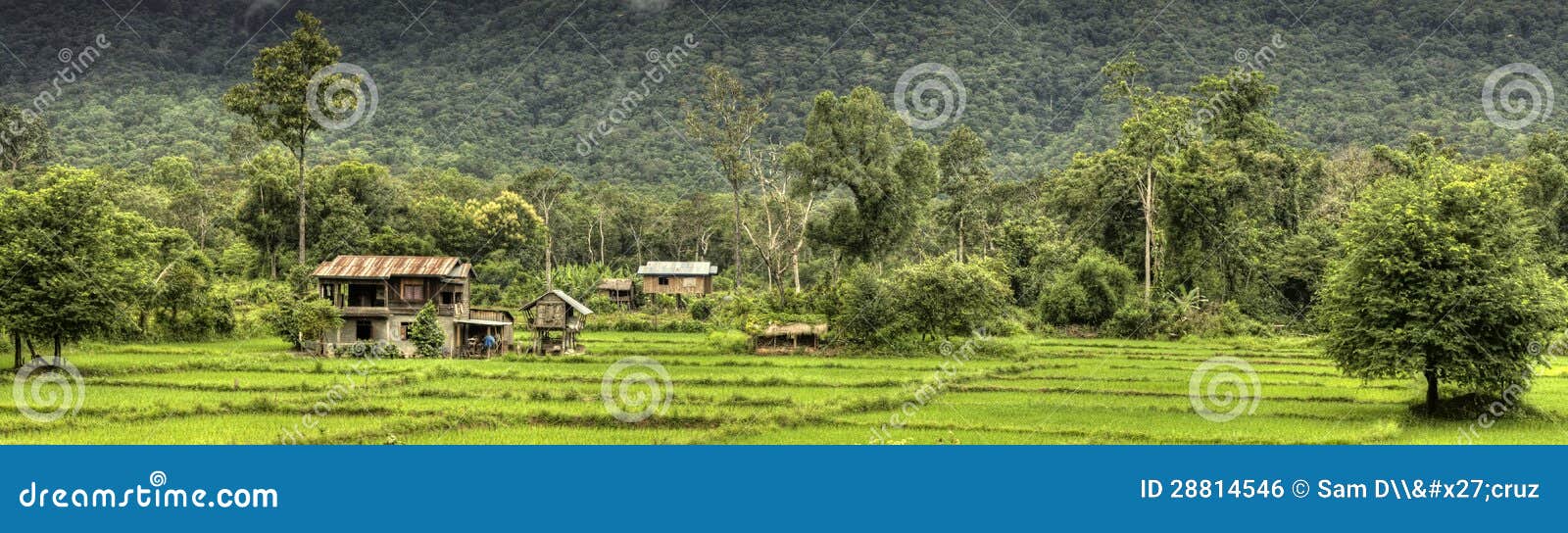 Rice Fields - Laos stock photo. Image of range, farmland - 28814546